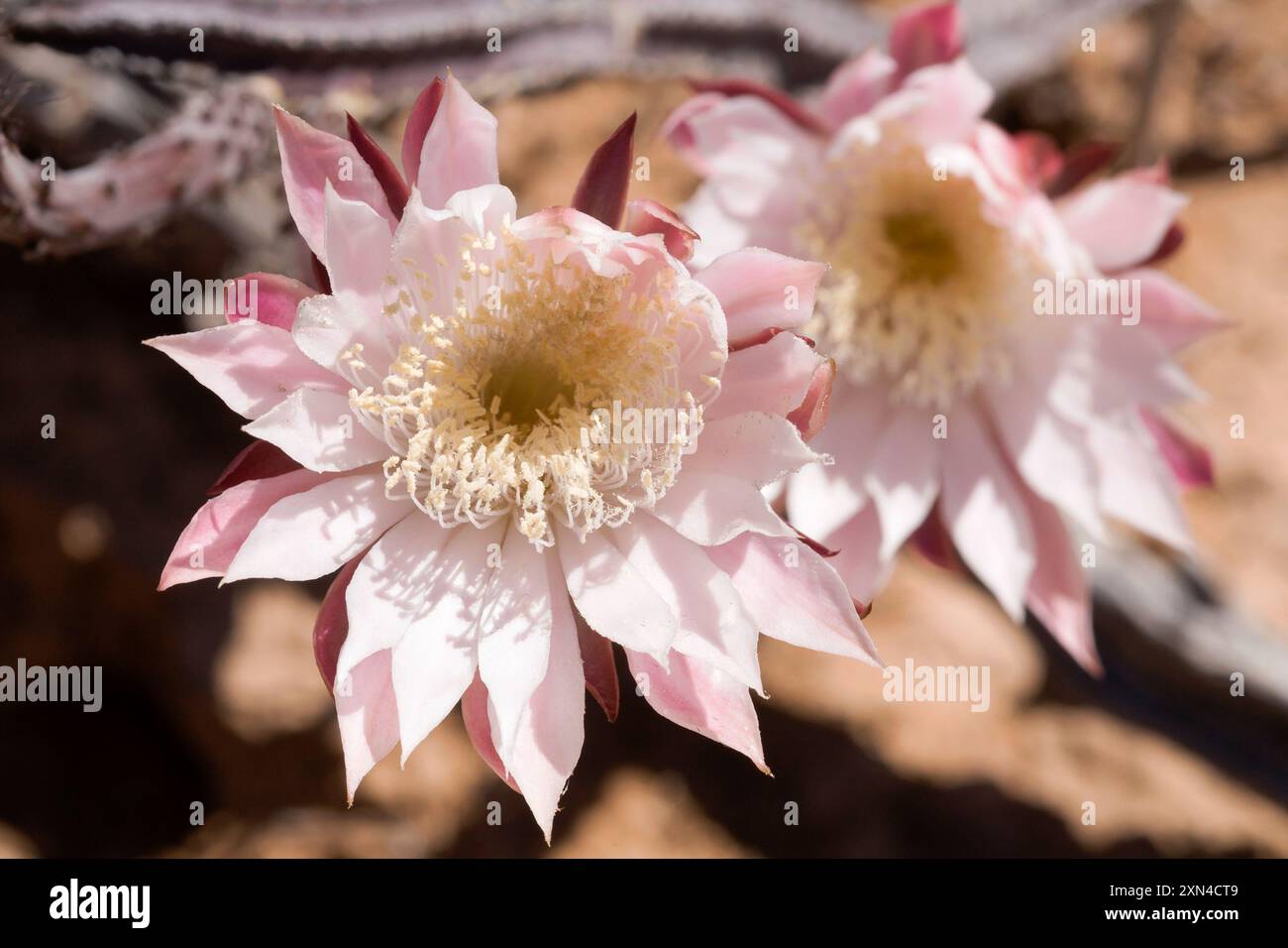 Gregg's nightblooming cereus (Peniocereus greggii greggii) Plantae ...