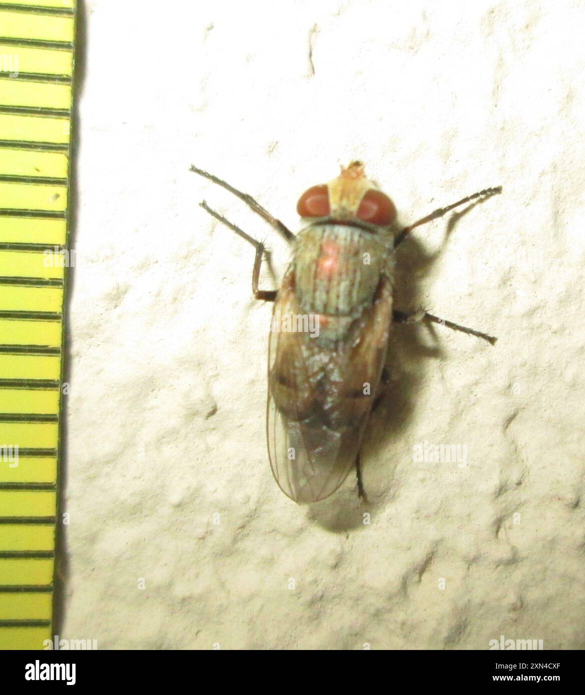 Nose Flies (Rhiniidae) Insecta Stock Photo - Alamy