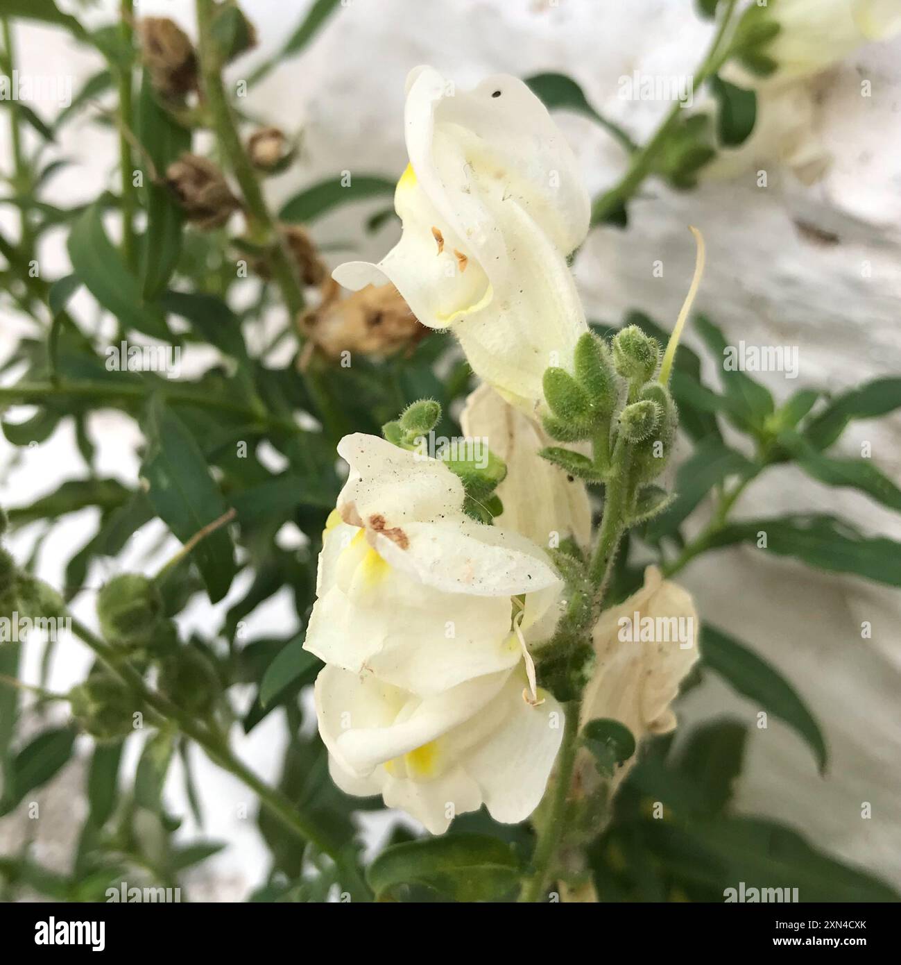 Snapdragon (Antirrhinum majus) Plantae Stock Photo - Alamy