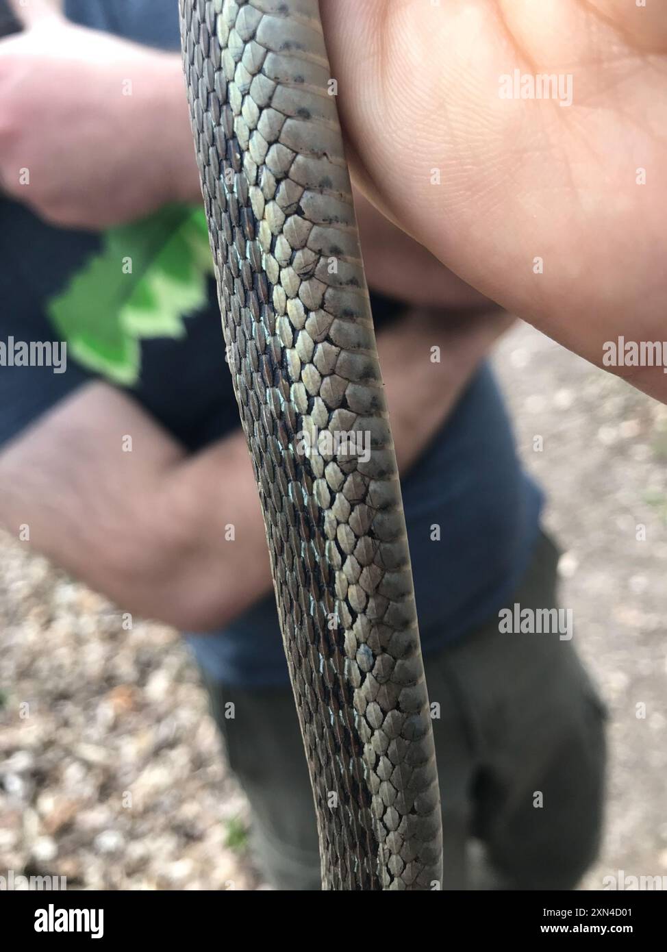 Common Garter Snake (Thamnophis sirtalis) Reptilia Stock Photo - Alamy