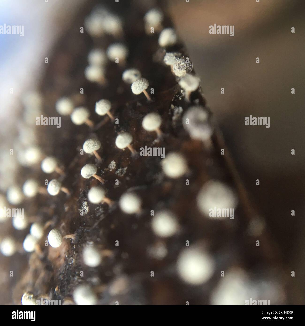 Physarum hi-res stock photography and images - Alamy