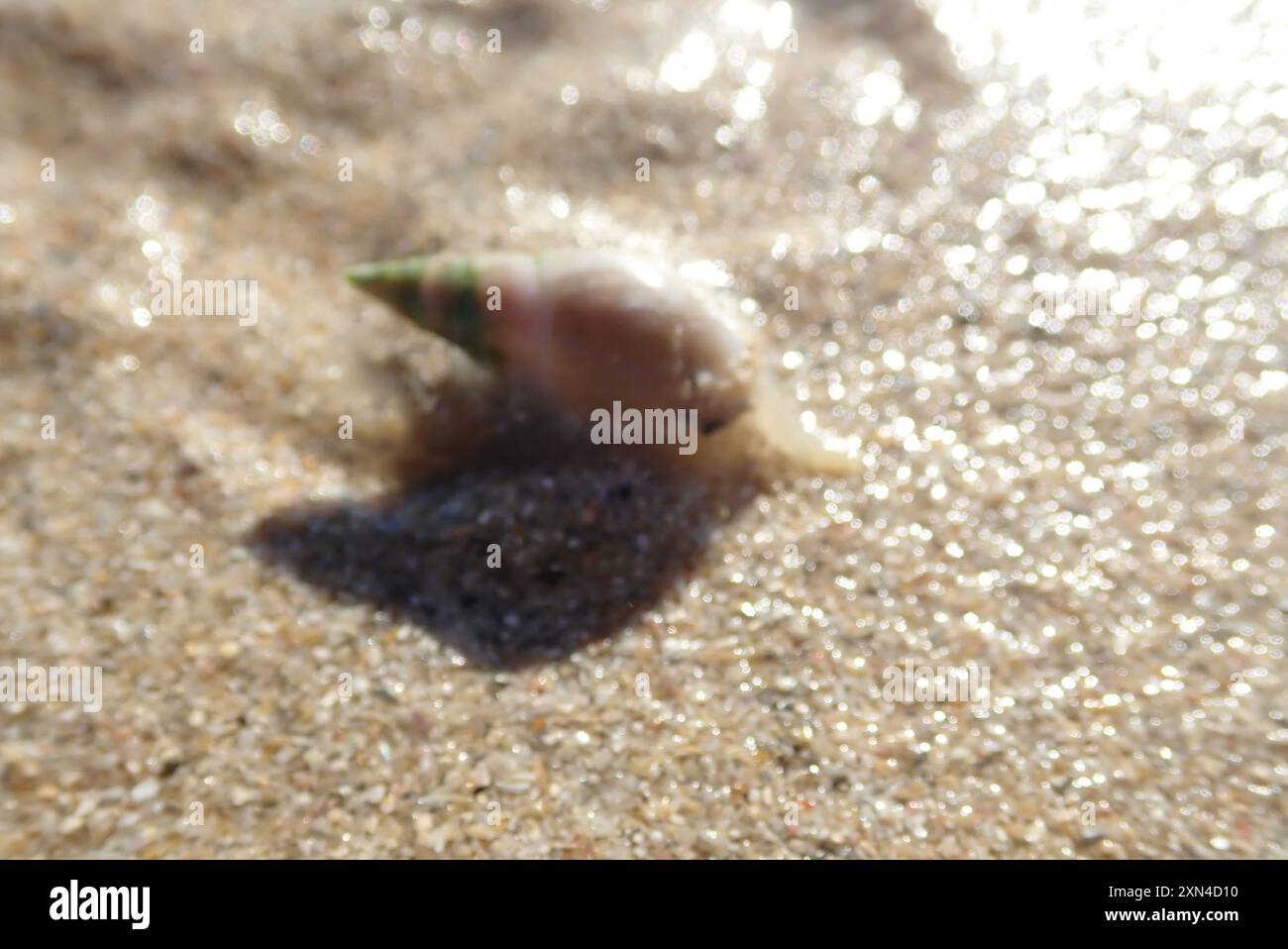 Ploughshells (Bullia) Mollusca Stock Photo - Alamy