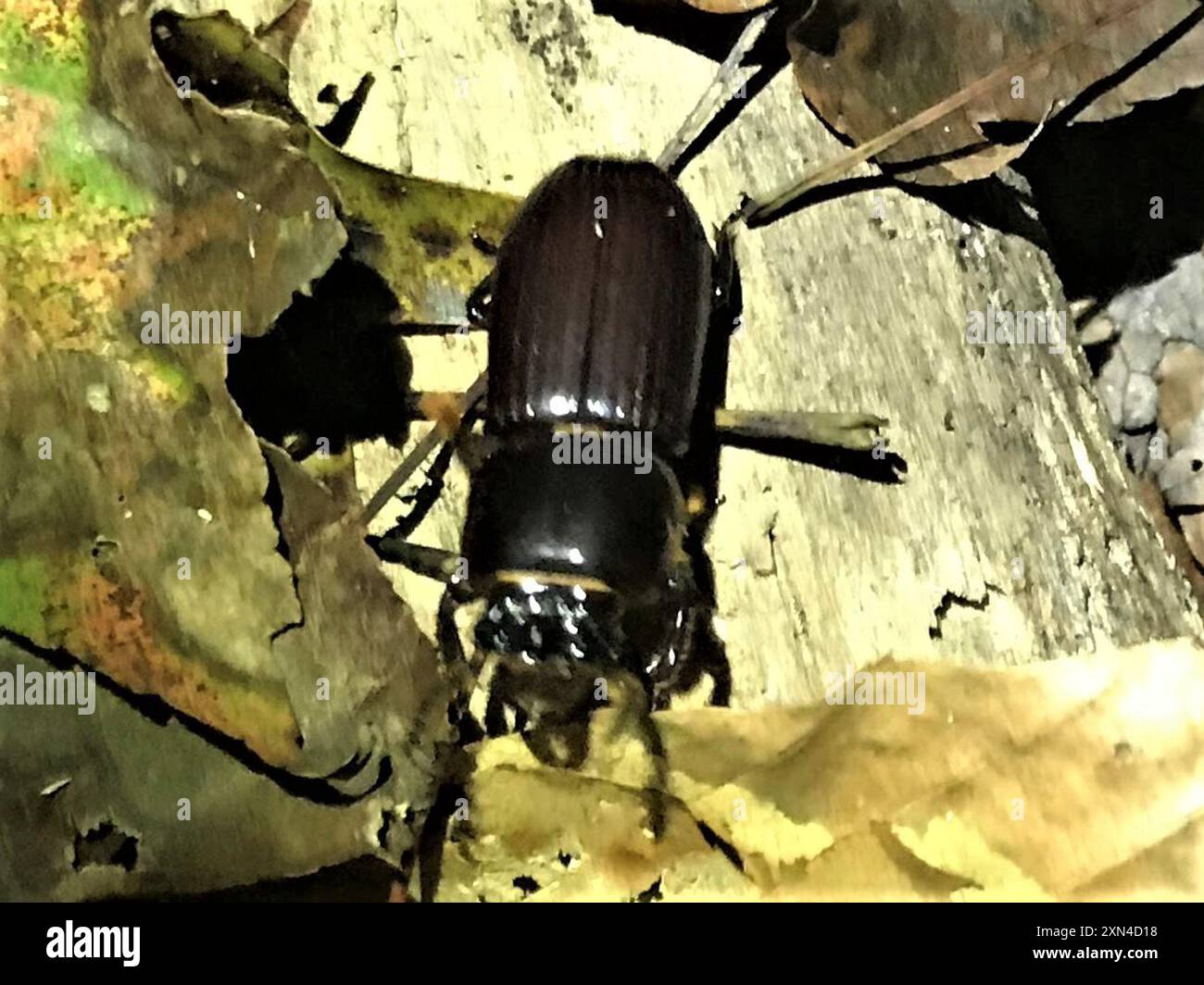 Horned Passalus Beetle (Odontotaenius disjunctus) Insecta Stock Photo ...
