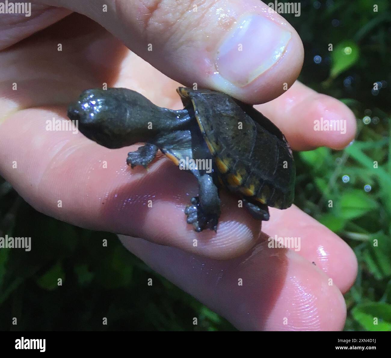 Scorpion Mud Turtle (Kinosternon scorpioides) Reptilia Stock Photo - Alamy