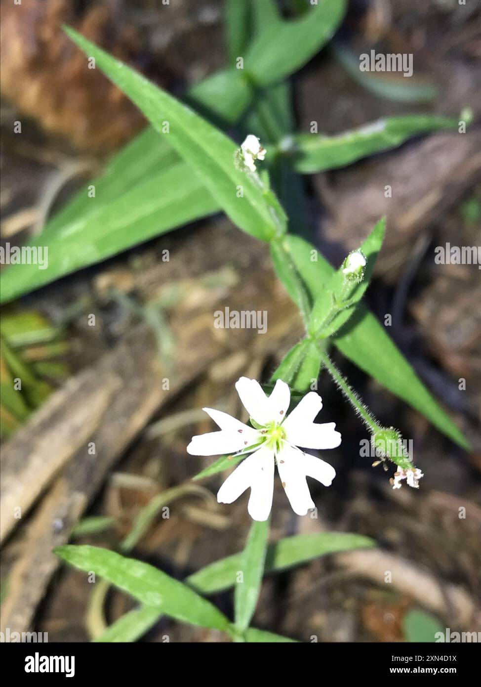 tuber starwort (Pseudostellaria jamesiana) Plantae Stock Photo - Alamy