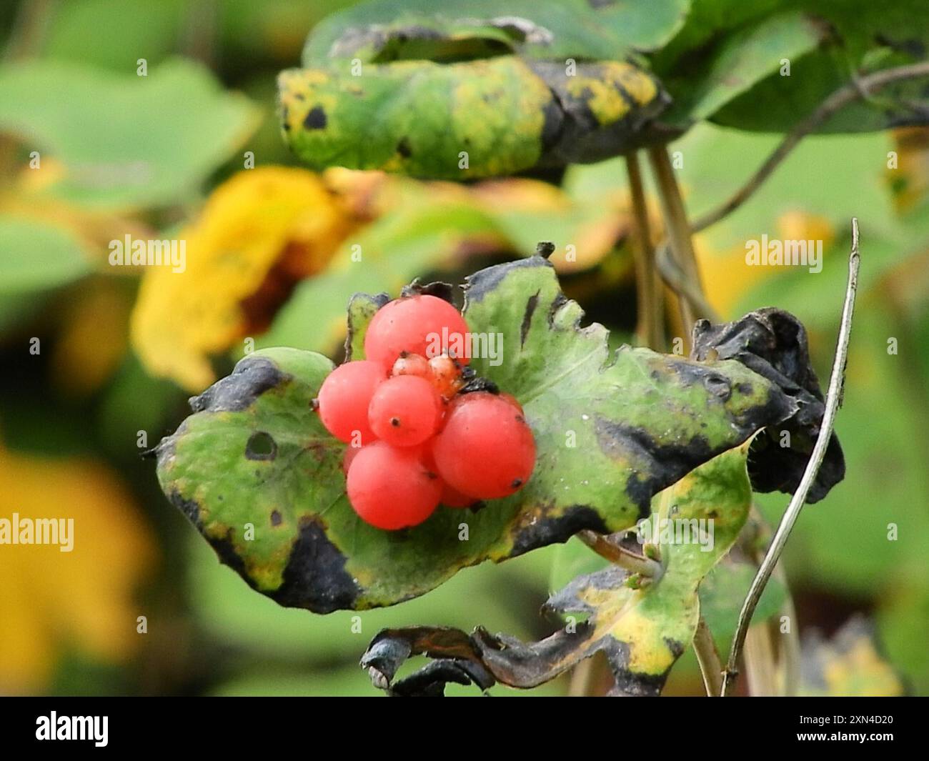orange honeysuckle (Lonicera ciliosa) Plantae Stock Photo - Alamy