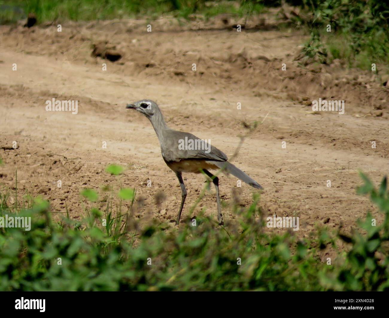 Black-legged Seriema (Chunga burmeisteri) Aves Stock Photo - Alamy