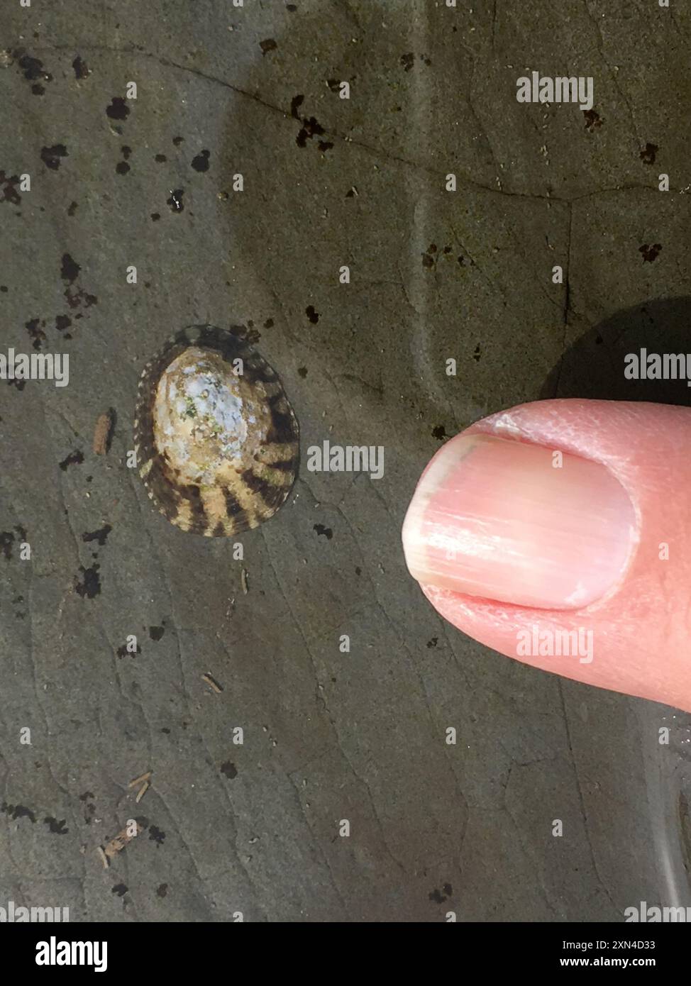 Pelta shield hi-res stock photography and images - Alamy