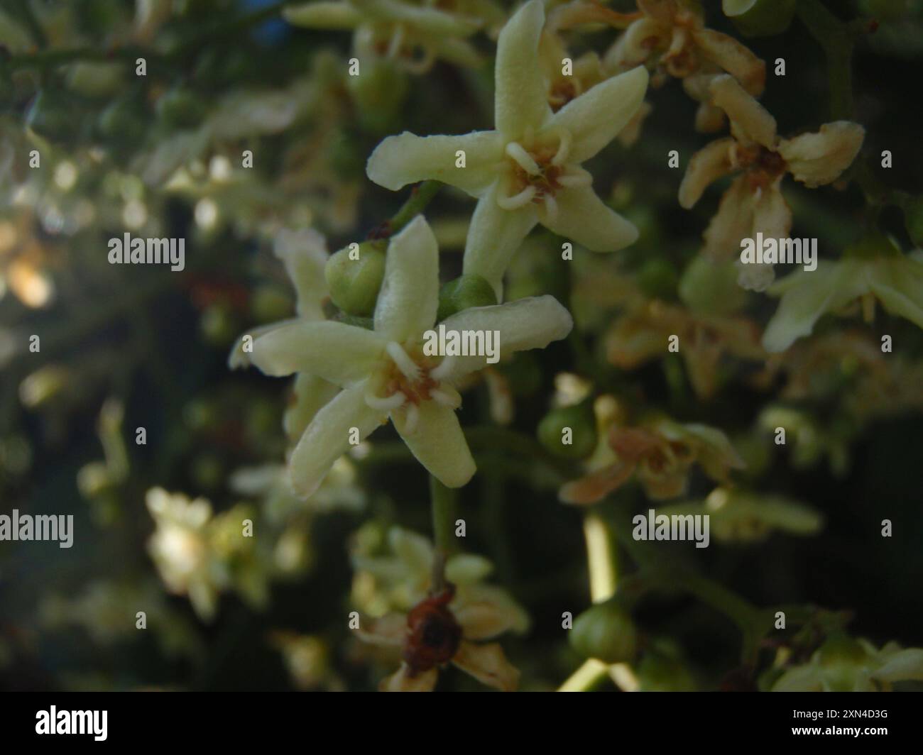 Flindersia hi-res stock photography and images - Alamy