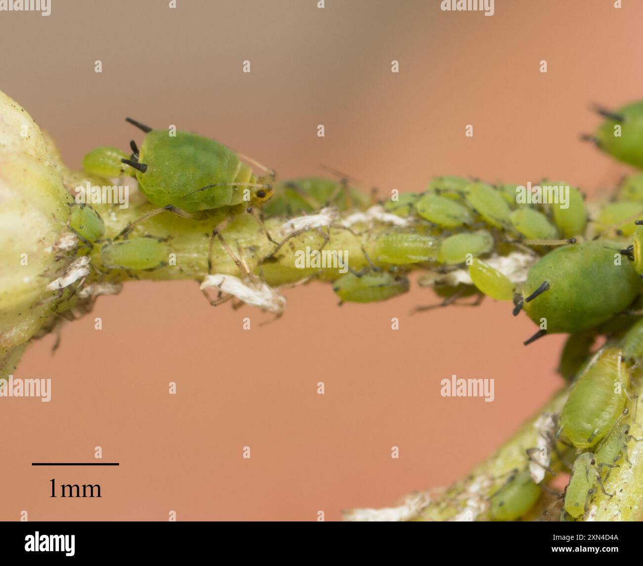 Spiraea Aphid (Aphis spiraecola) Insecta Stock Photo - Alamy