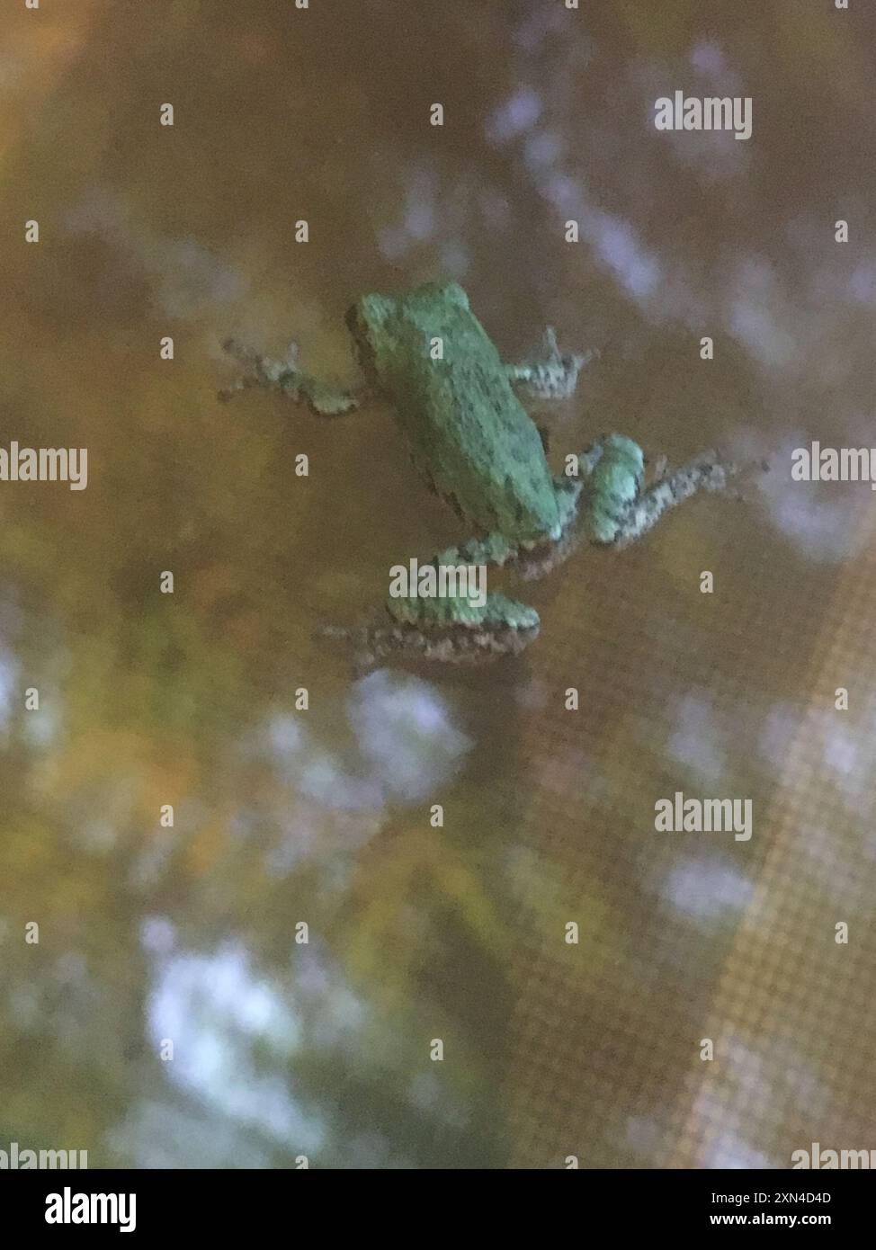 Holarctic Treefrogs (Hyla) Amphibia Stock Photo - Alamy