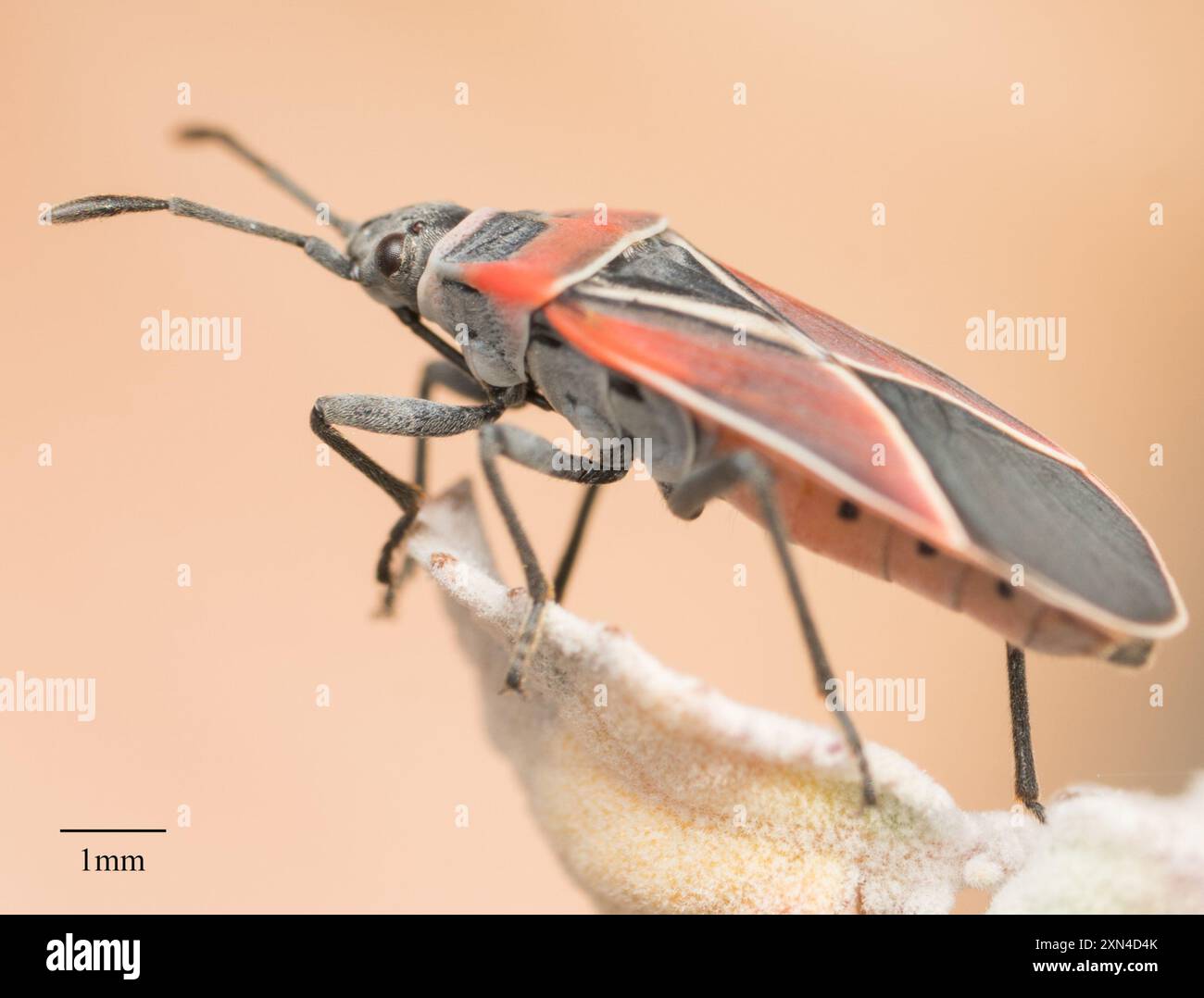 White-crossed Seed Bug (Neacoryphus bicrucis) Insecta Stock Photo - Alamy