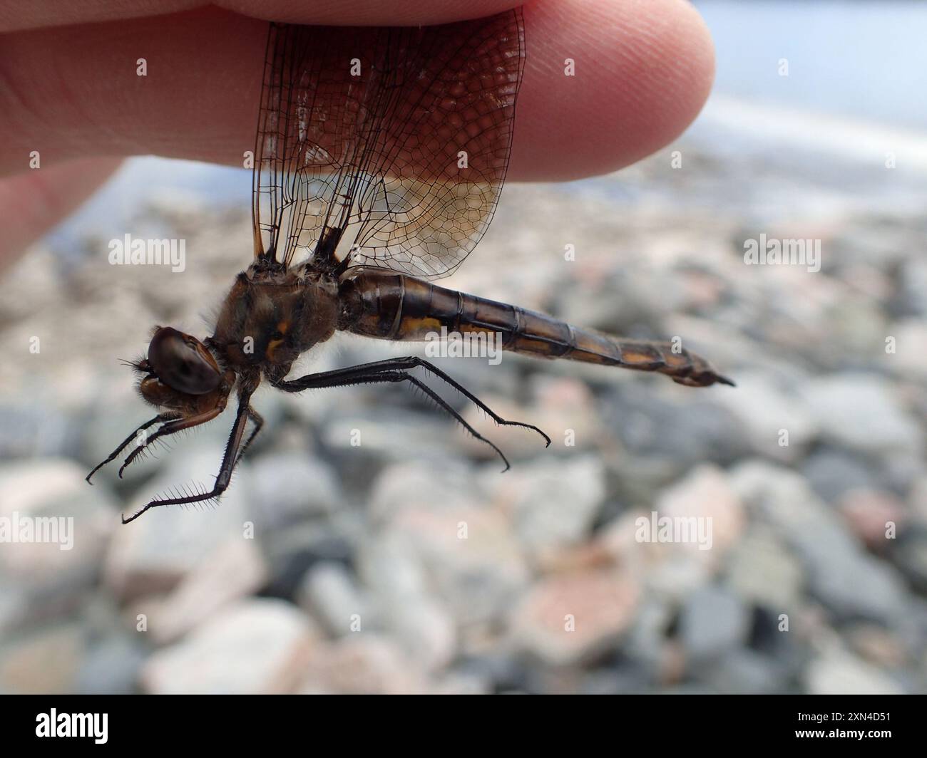 Beaverpond Baskettail (Epitheca canis) Insecta Stock Photo - Alamy