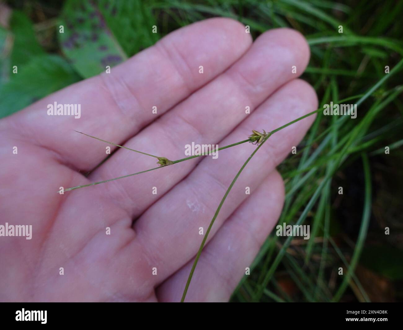 Remote Sedge (Carex remota) Plantae Stock Photo - Alamy