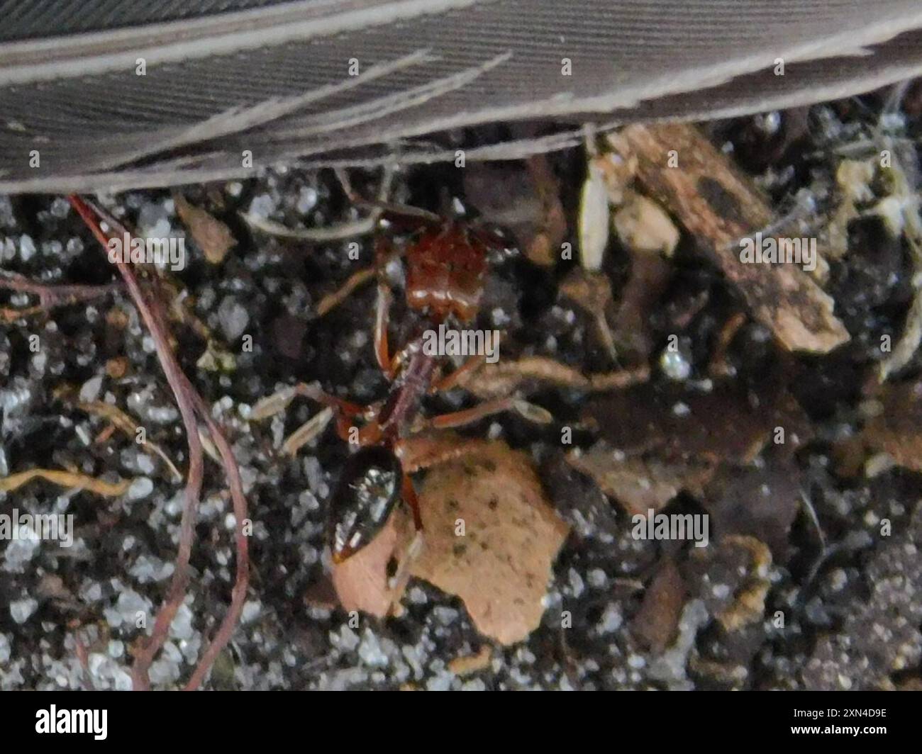 Rough-node Trap-jaw Ant (Odontomachus ruginodis) Insecta Stock Photo ...