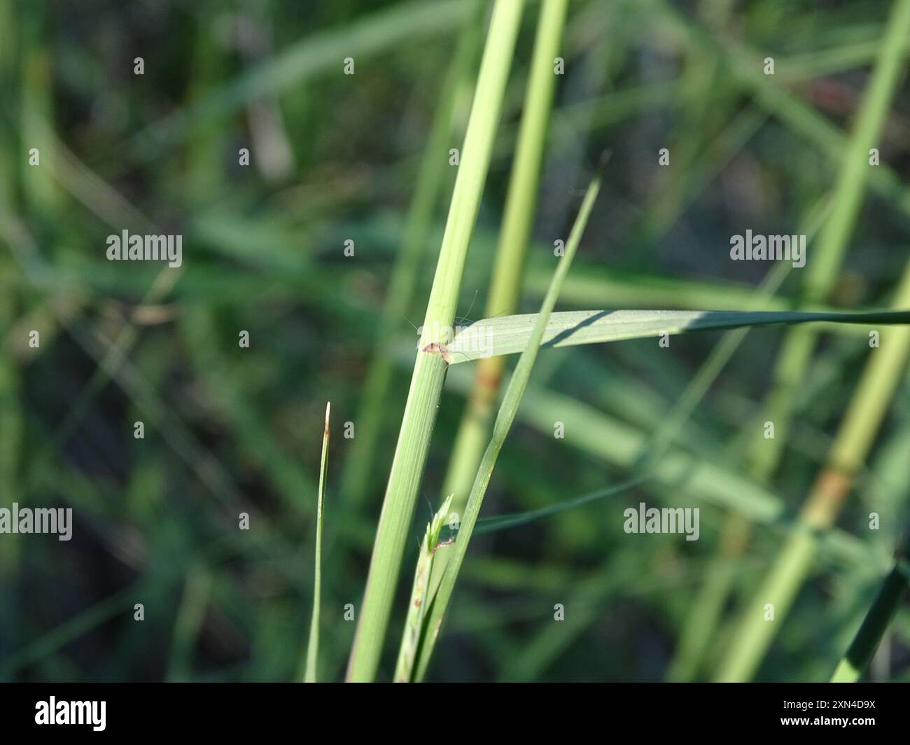 Sideoats Grama (Bouteloua curtipendula) Plantae Stock Photo - Alamy