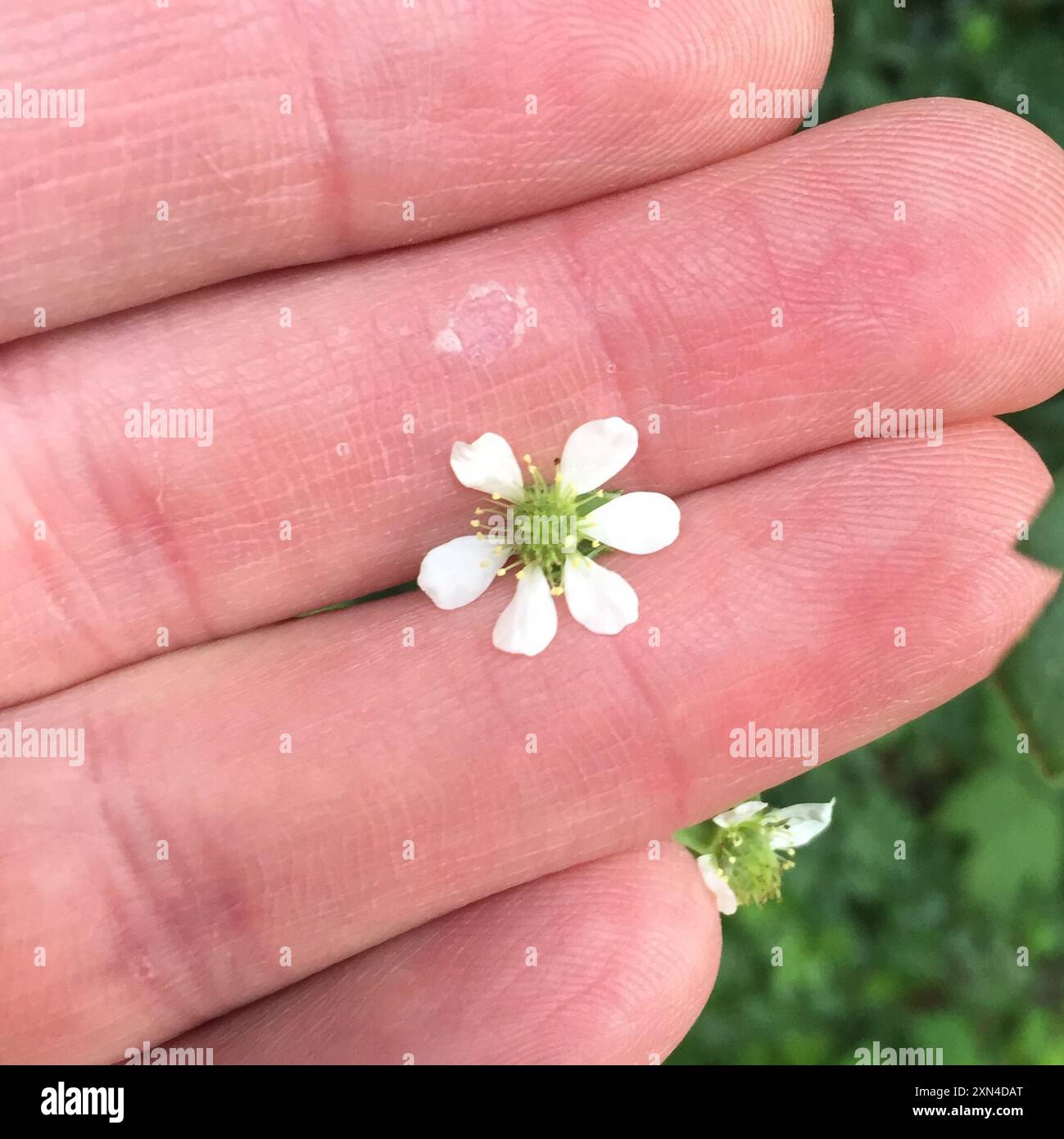 white avens (Geum canadense) Plantae Stock Photo - Alamy