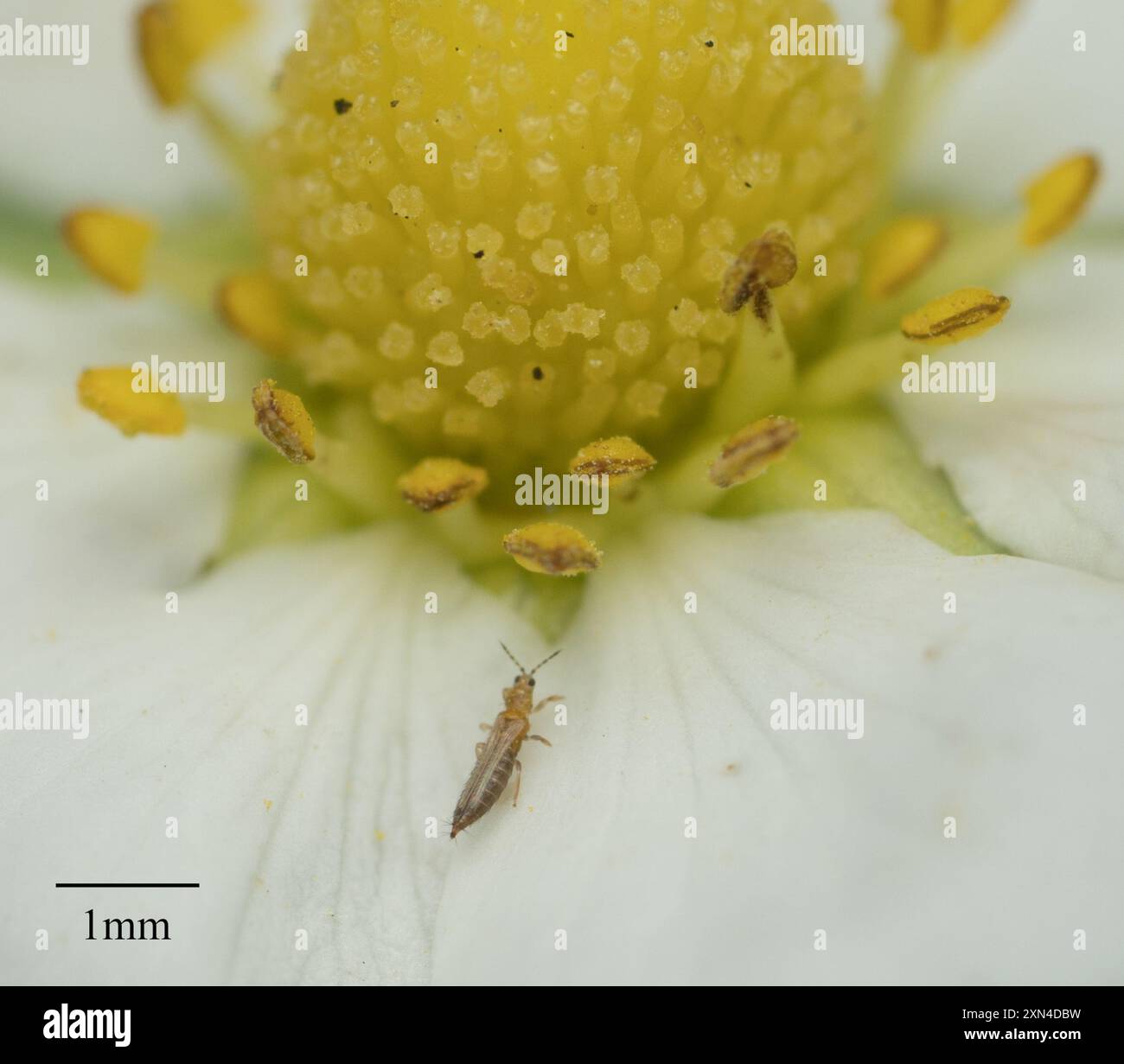 Western flower thrips hi-res stock photography and images - Alamy