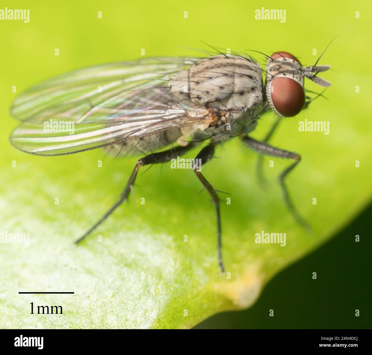 Muscoid Flies (Muscoidea) Insecta Stock Photo - Alamy