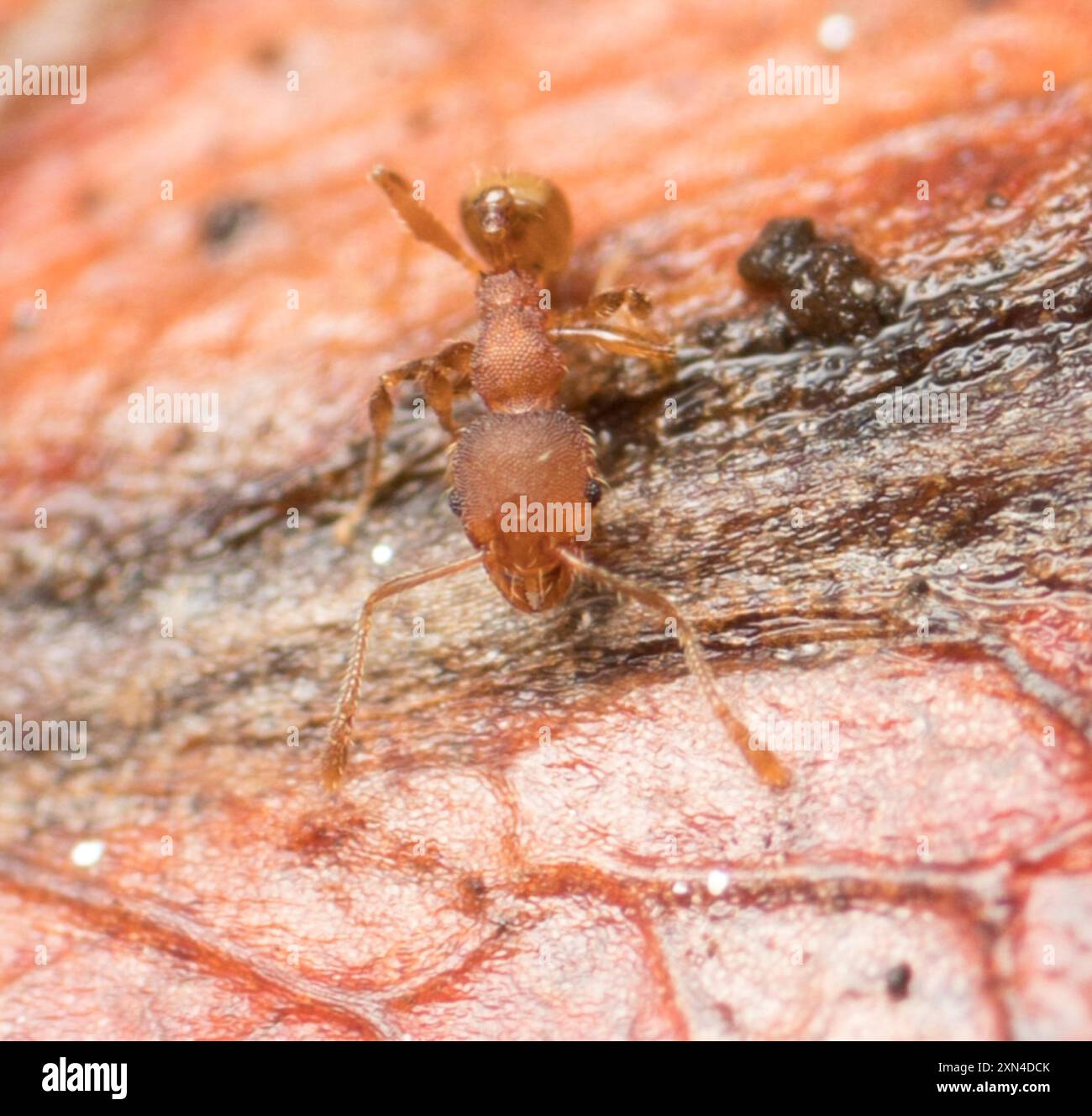 Big-headed Ants (Pheidole) Insecta Stock Photo - Alamy