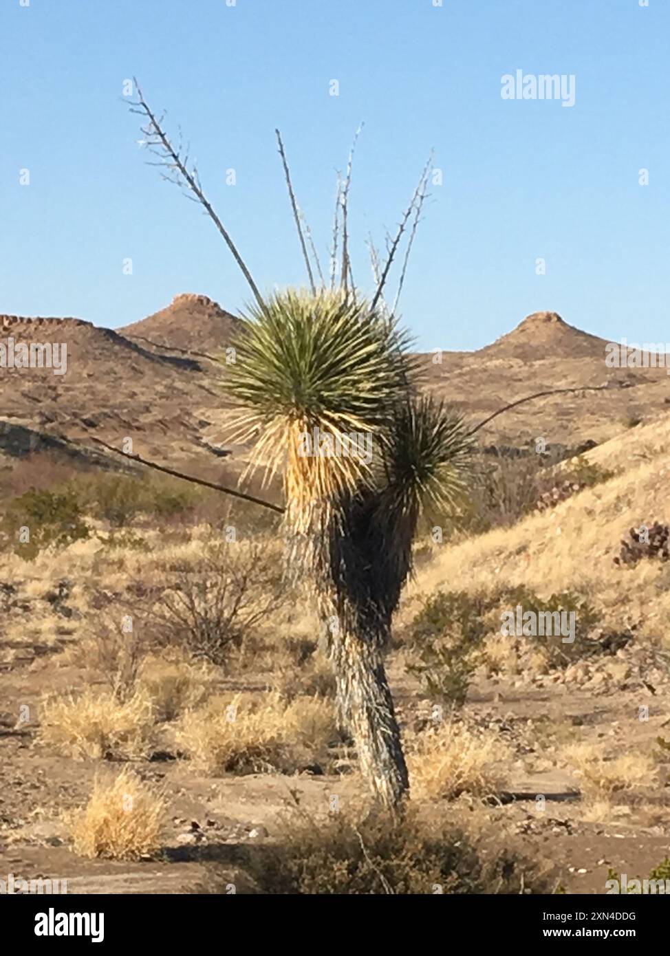 soaptree yucca (Yucca elata) Plantae Stock Photo - Alamy