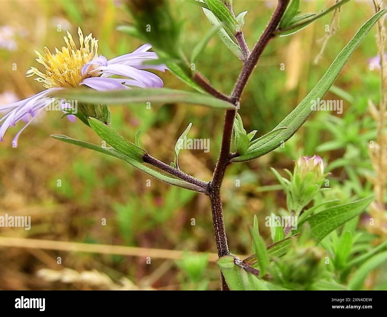 American asters (Symphyotrichum) Plantae Stock Photo - Alamy
