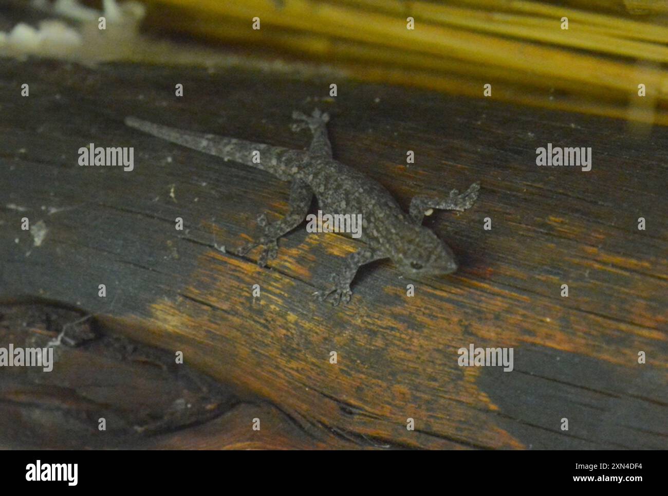Afro-Neotropical Dwarf Geckos (Lygodactylus) Reptilia Stock Photo - Alamy