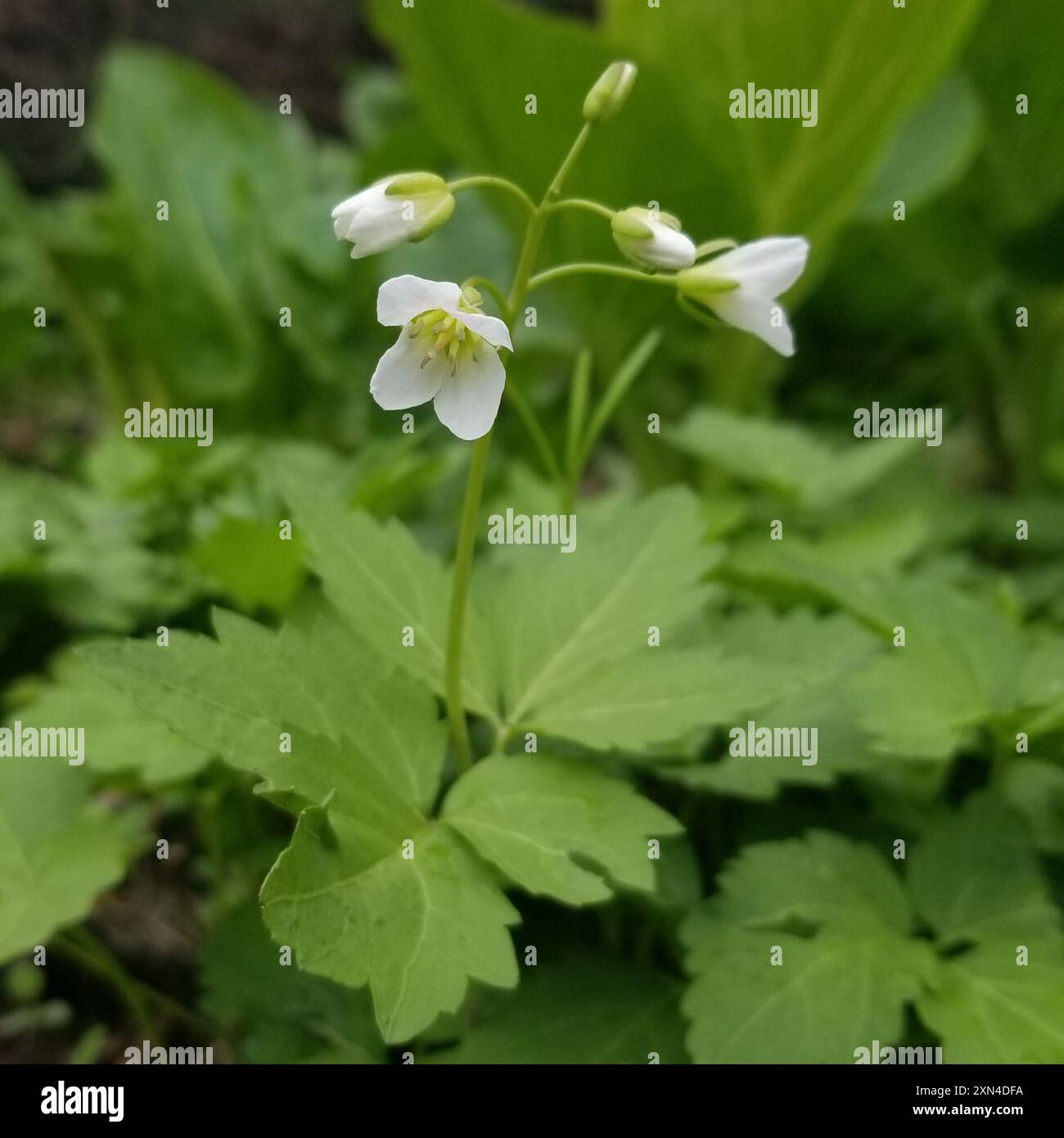 Two-leaved Toothwort (Cardamine diphylla) Plantae Stock Photo - Alamy