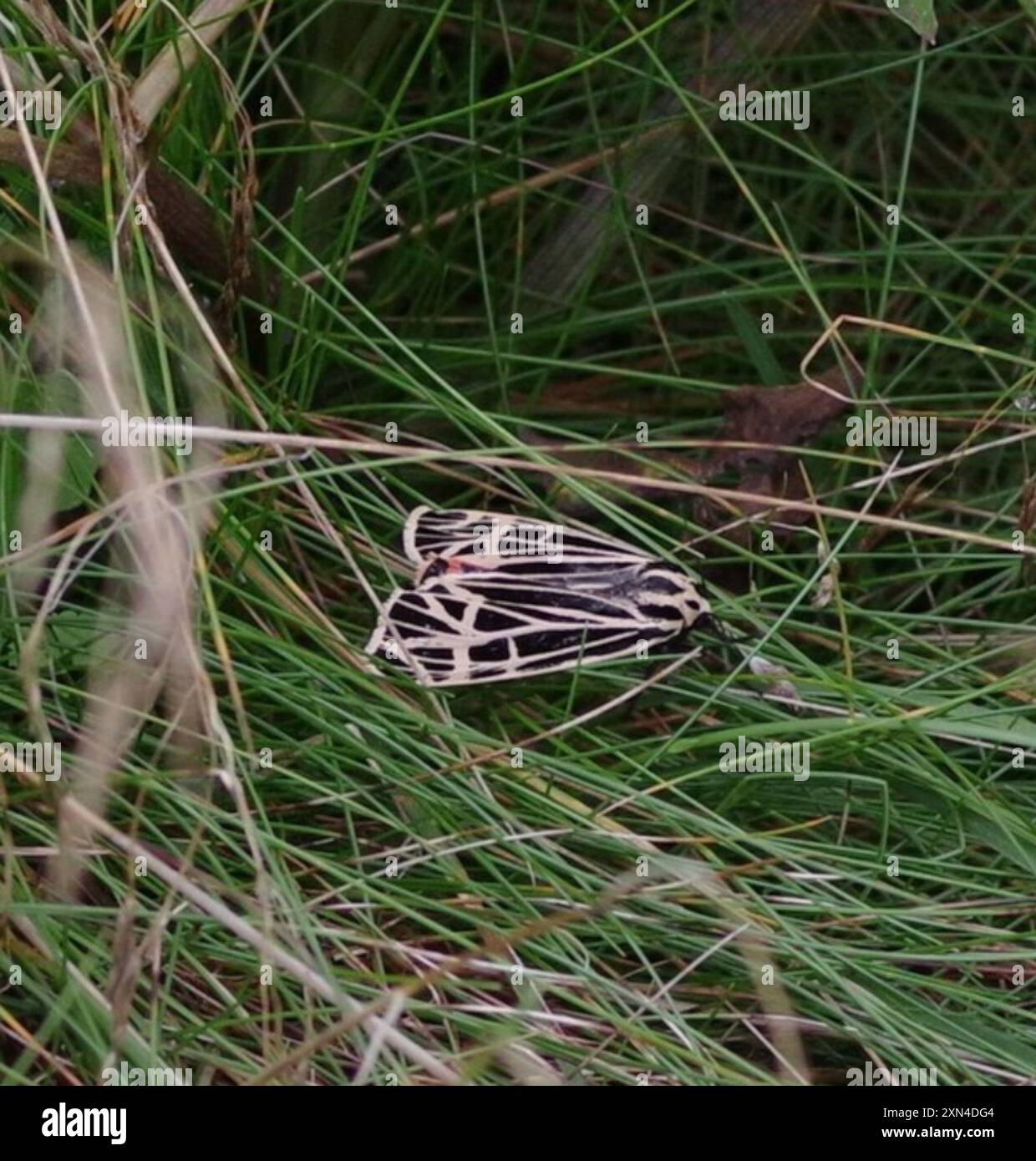 Virgin Tiger Moth (Apantesis virgo) Insecta Stock Photo - Alamy
