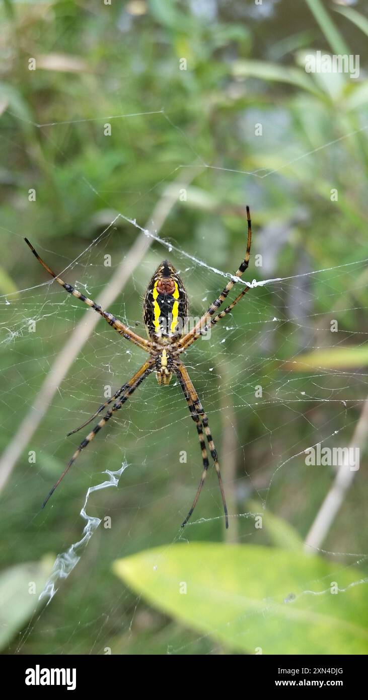 Banded Garden Spider (Argiope trifasciata) Arachnida Stock Photo - Alamy