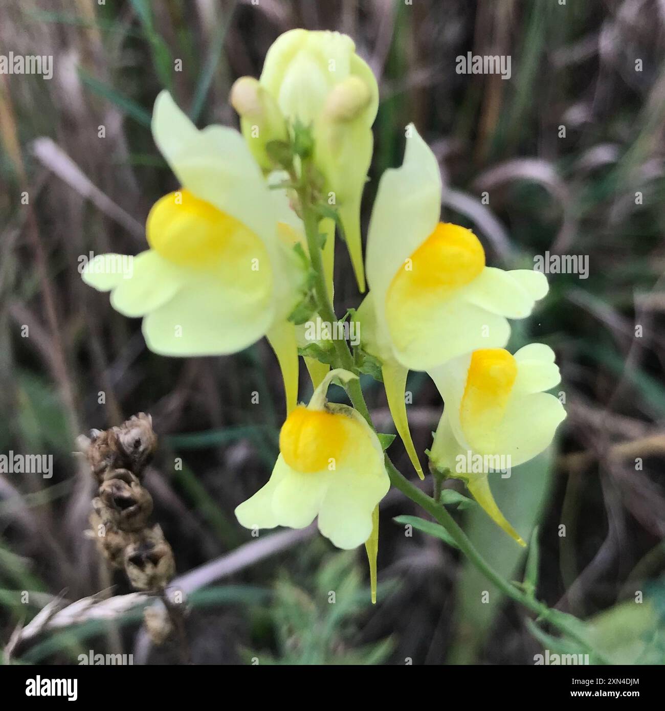common toadflax (Linaria vulgaris) Plantae Stock Photo - Alamy
