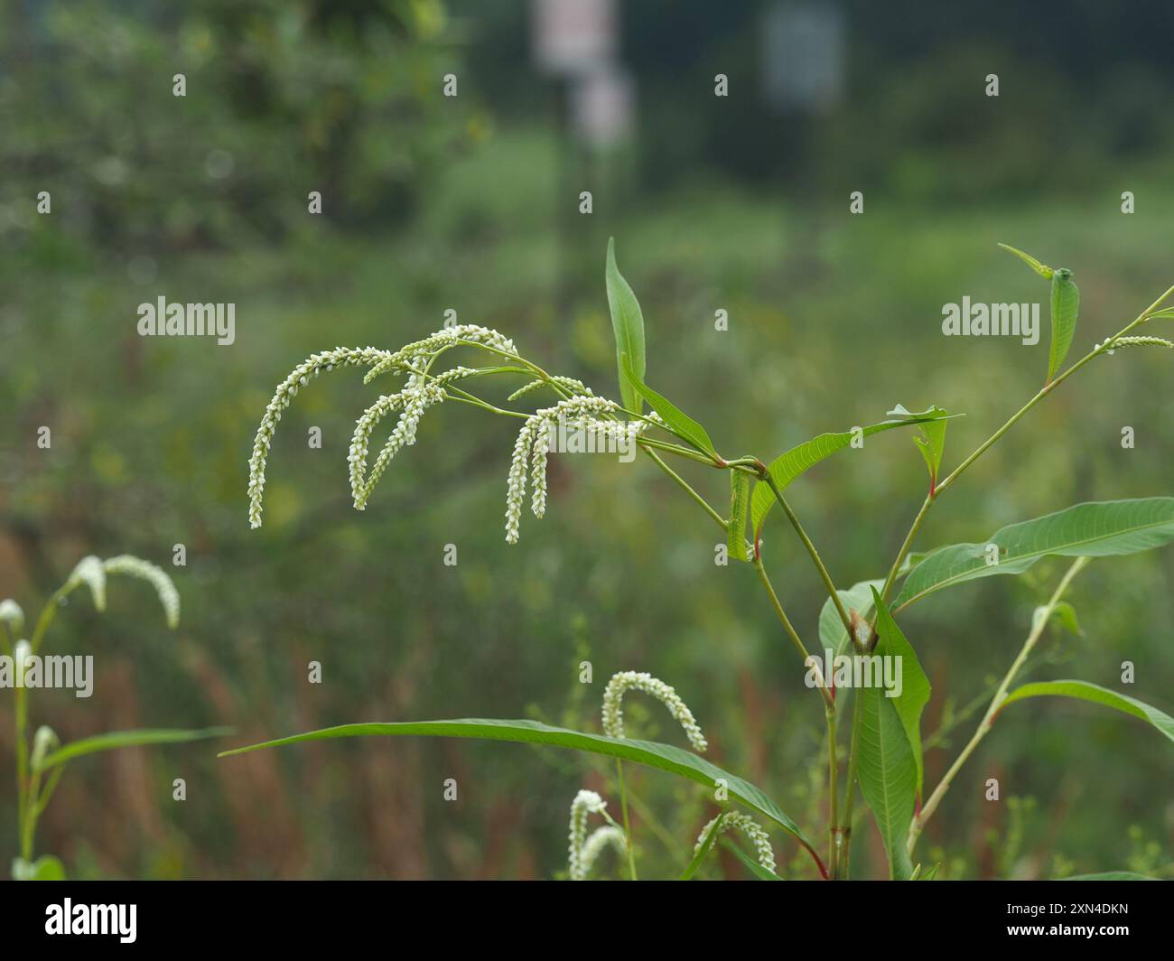 pale smartweed (Persicaria lapathifolia) Plantae Stock Photo - Alamy