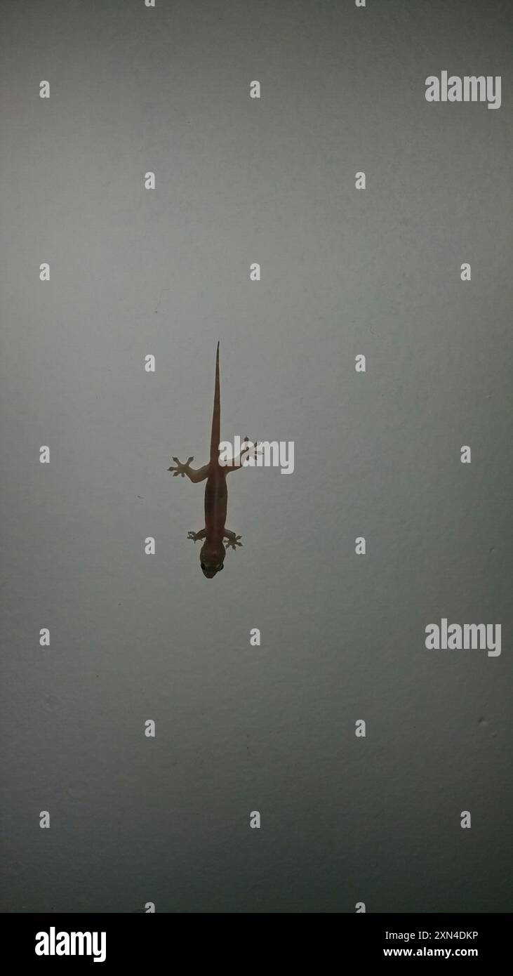 Gehyra mutilata hi-res stock photography and images - Alamy