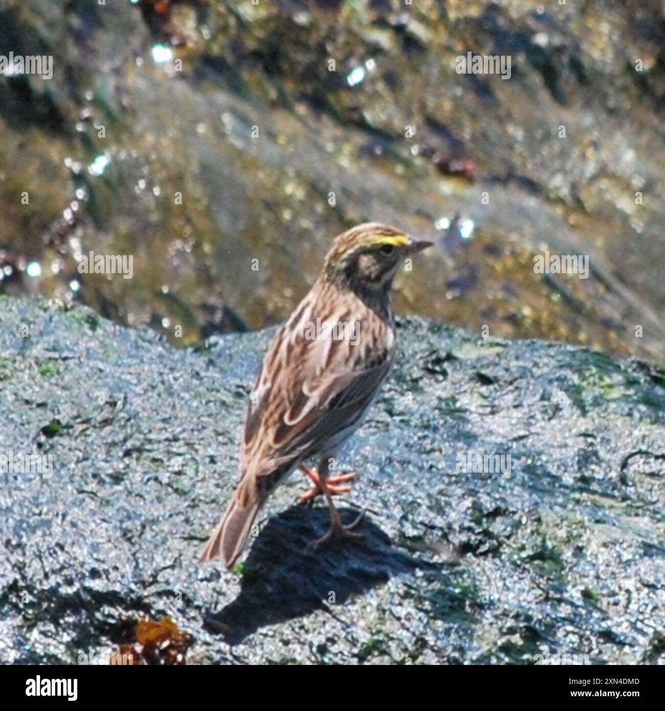 Savannah Sparrow (Passerculus sandwichensis) Aves Stock Photo - Alamy