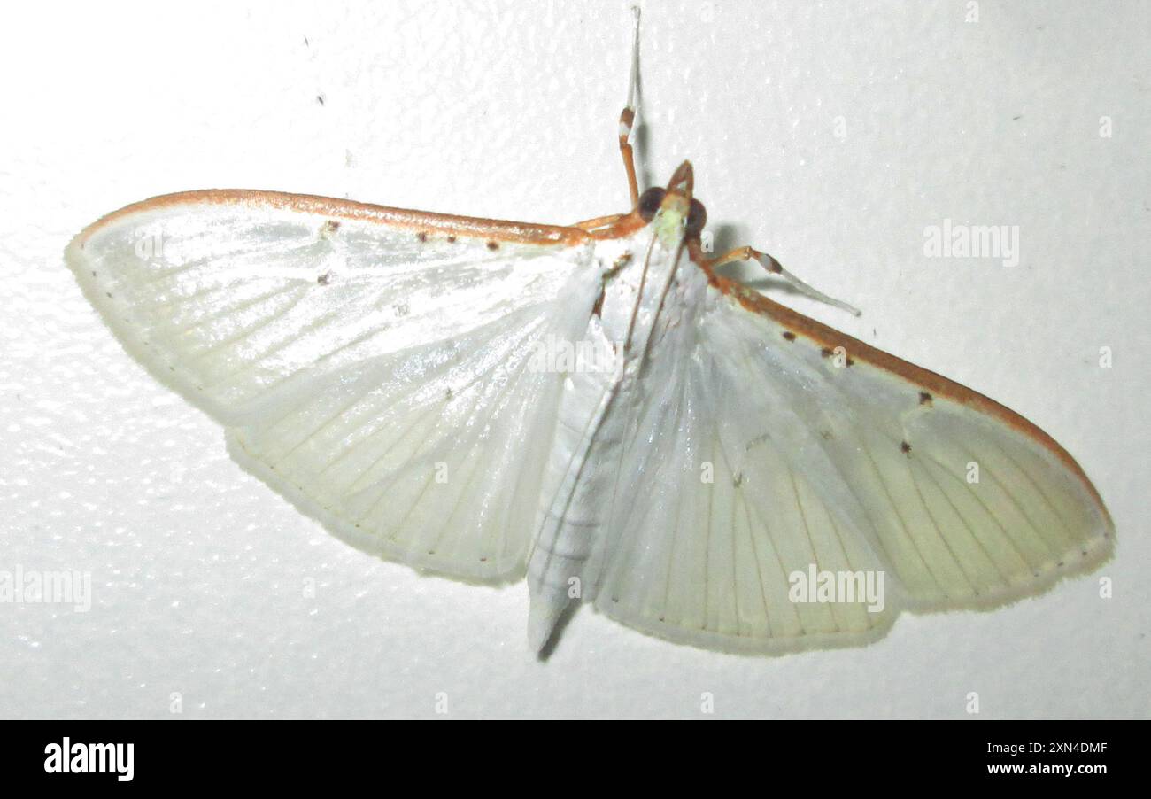 Jasmine moth hi-res stock photography and images - Alamy