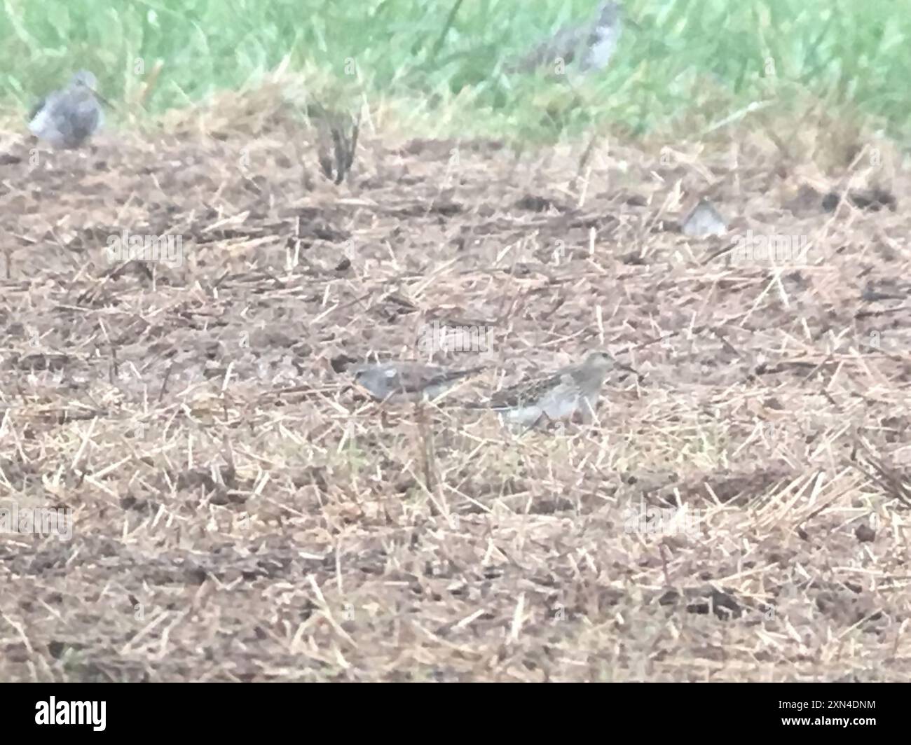 Pectoral Sandpiper (Calidris melanotos) Aves Stock Photo - Alamy