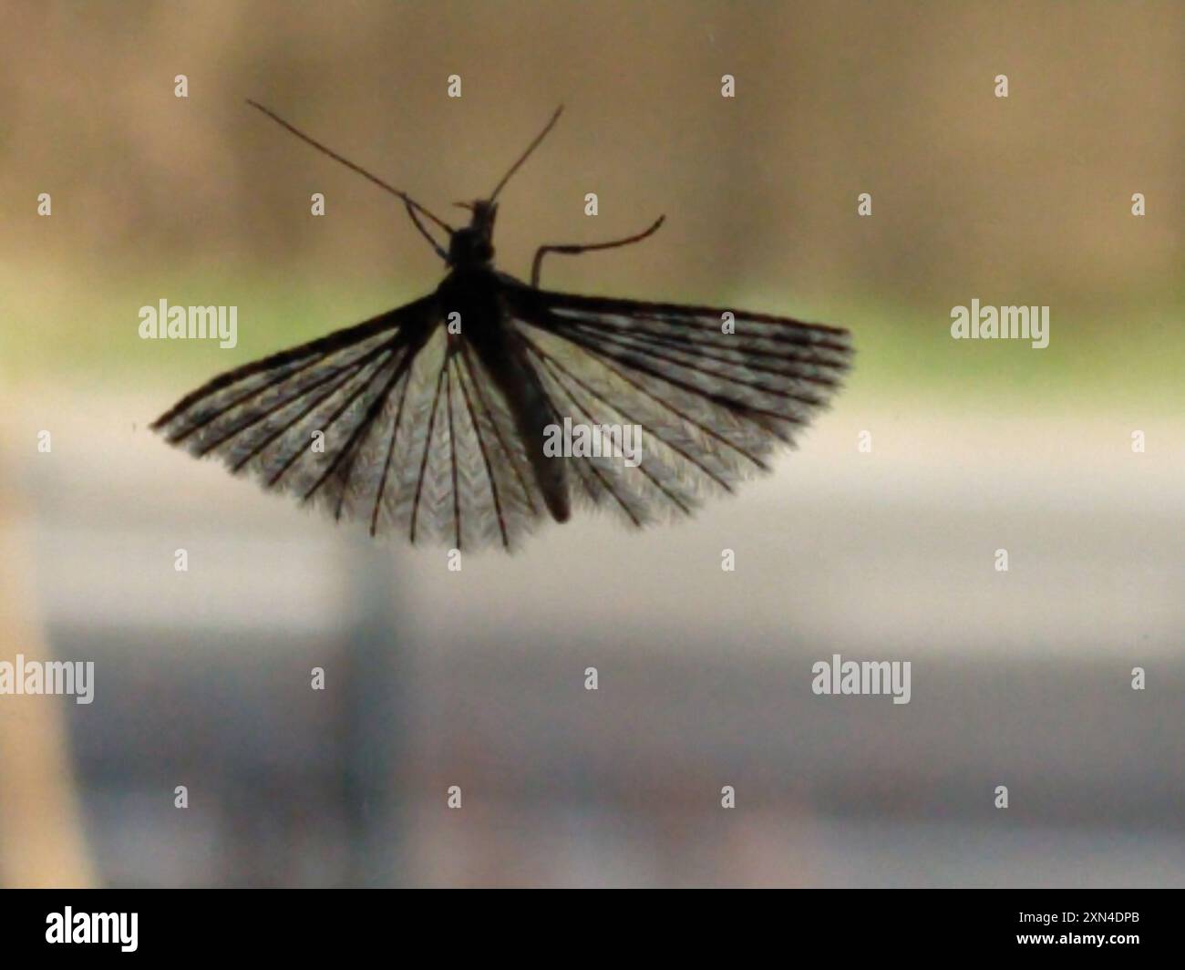 Twenty plume moth alucita hexadactyla hi-res stock photography and ...
