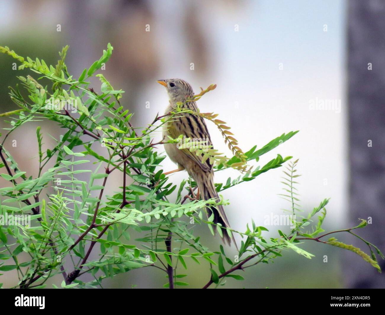 Wedge-tailed Grass-Finch (Emberizoides herbicola) Aves Stock Photo - Alamy