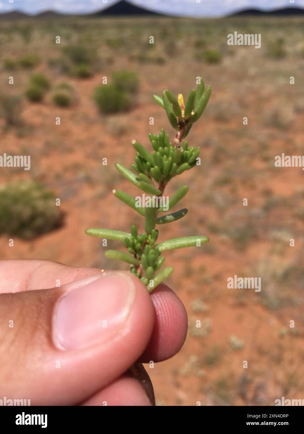 Desert Portulaca (Portulaca halimoides) Plantae Stock Photo - Alamy
