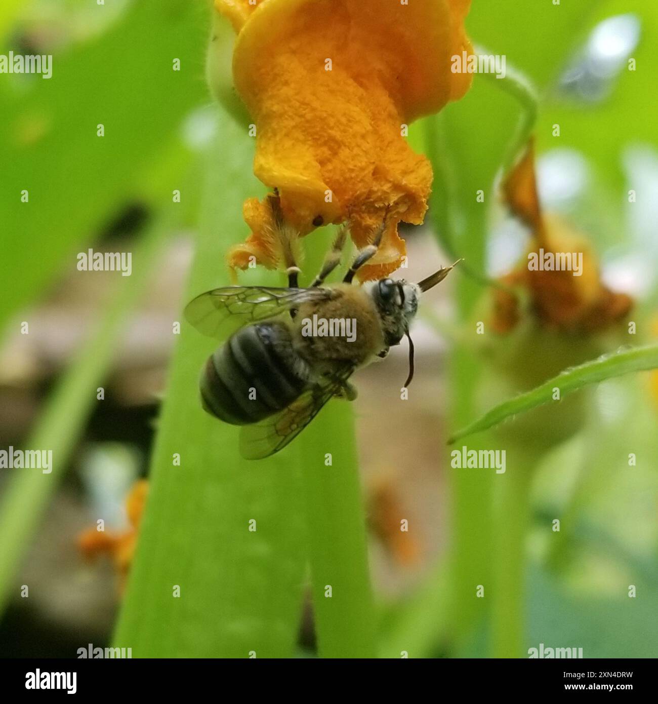 Pruinose Squash Bee (Peponapis pruinosa) Insecta Stock Photo - Alamy