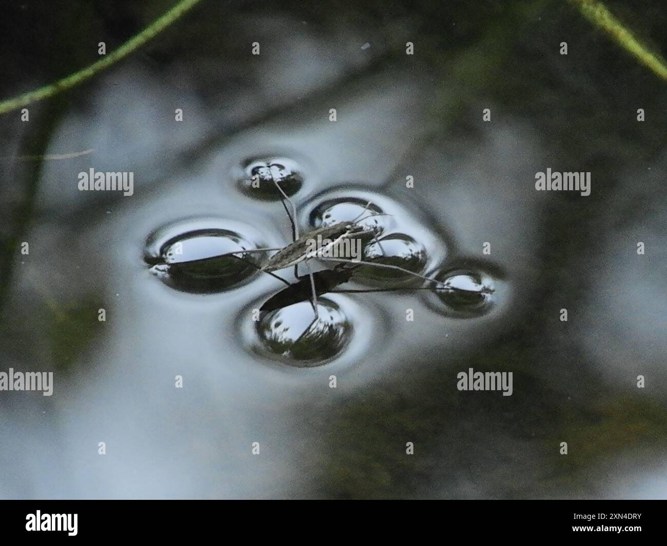 North American Common Water Strider (Aquarius remigis) Insecta Stock ...