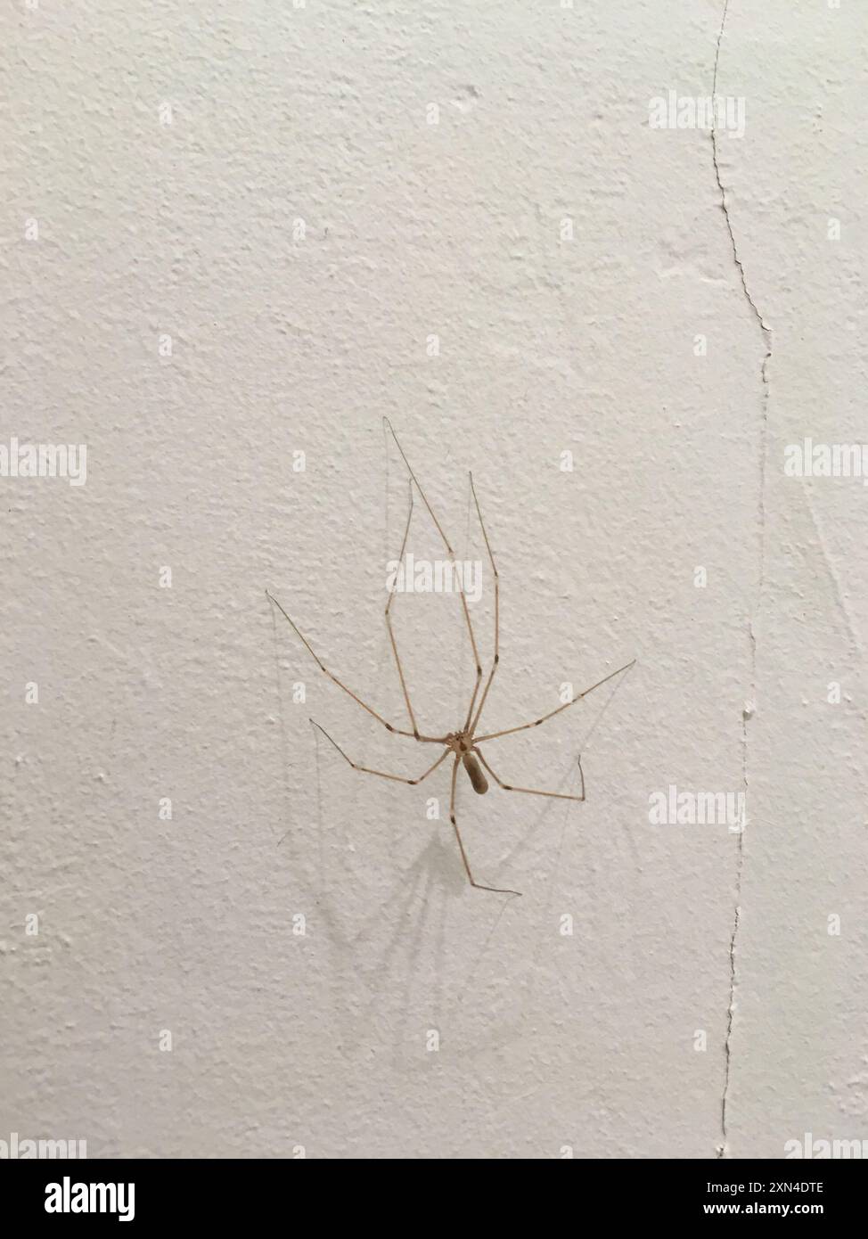 Long-bodied Cellar Spider (Pholcus phalangioides) Arachnida Stock Photo ...