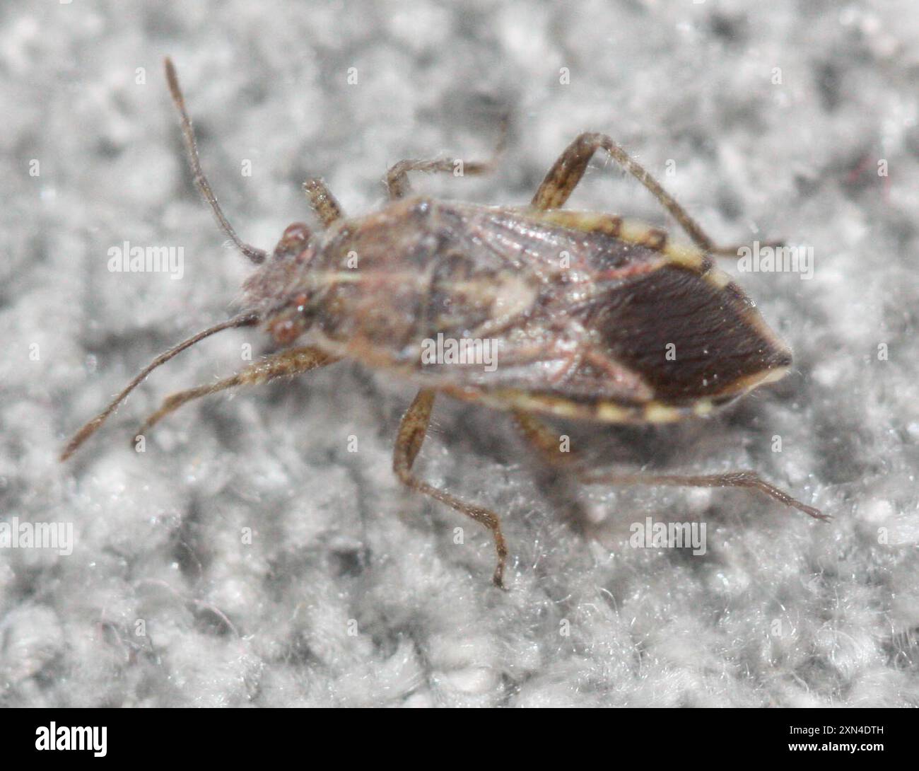 Scentless Plant Bugs (Rhopalidae) Insecta Stock Photo - Alamy