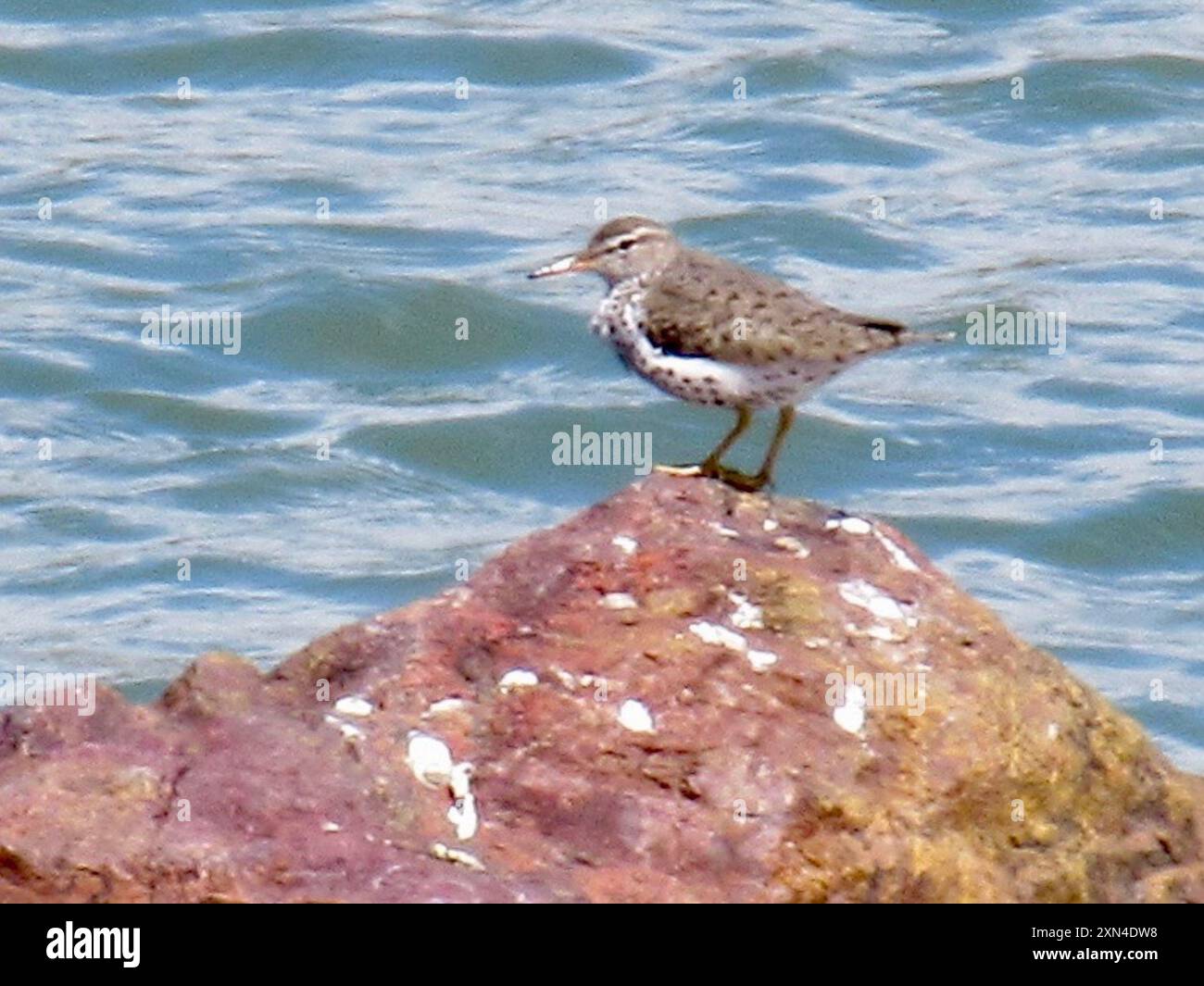 Spotted Sandpiper (Actitis macularius) Aves Stock Photo - Alamy