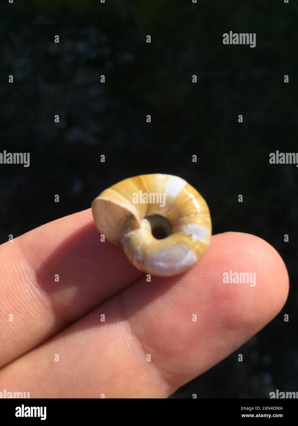 Lancetooth hi-res stock photography and images - Alamy