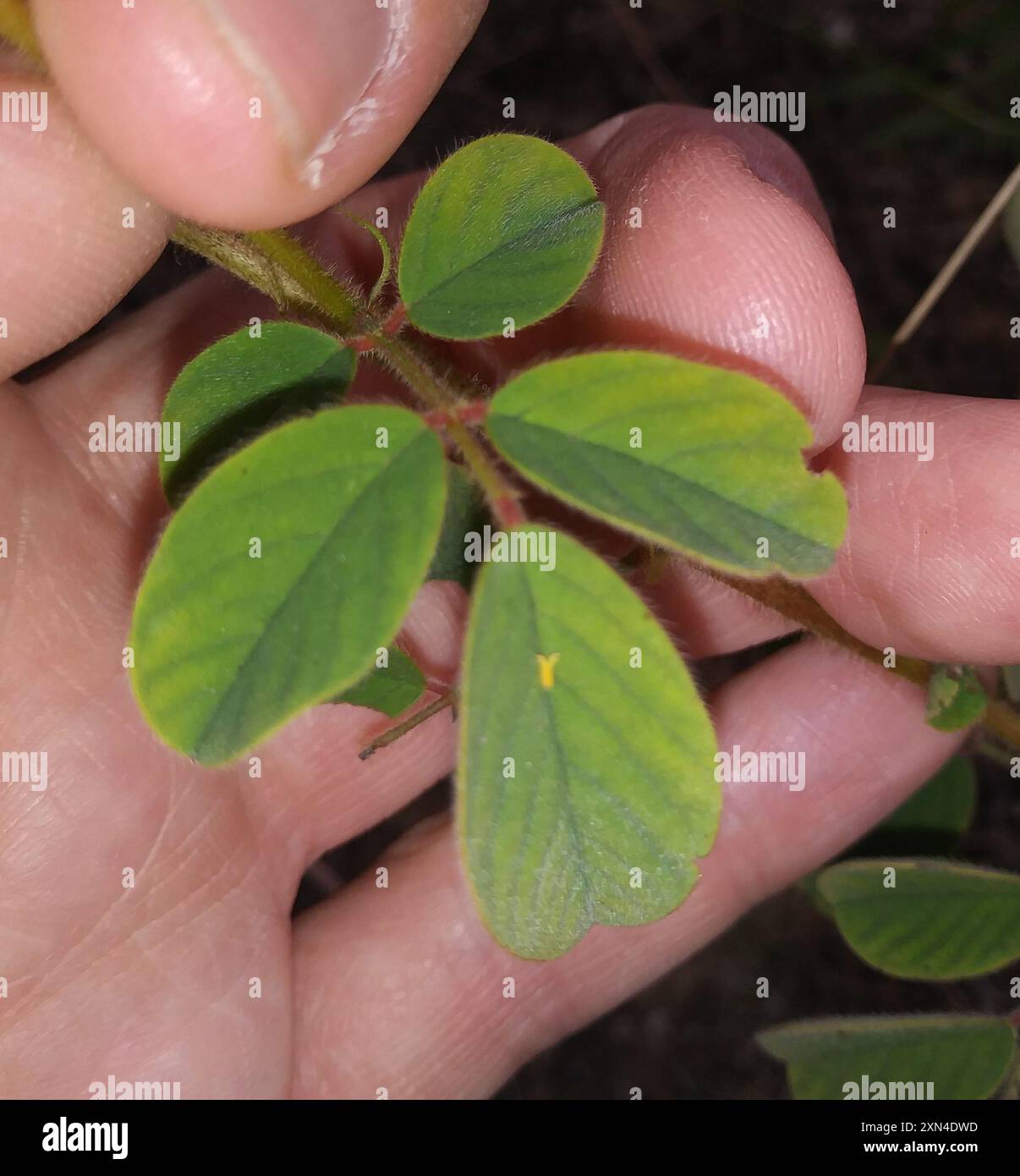 Hairy indigo indigofera hirsuta hi-res stock photography and images - Alamy