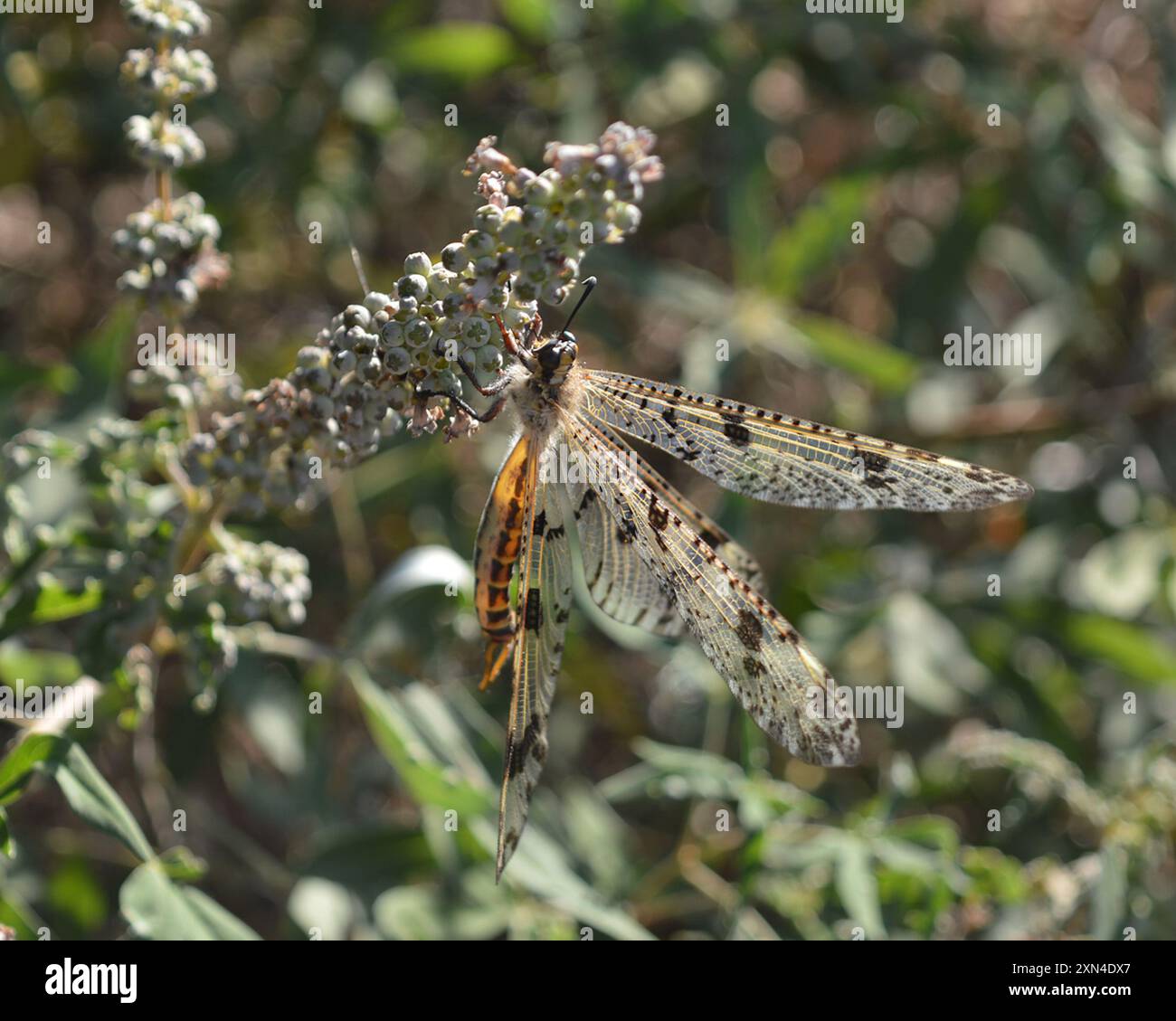 Palpares libelluloides hi-res stock photography and images - Alamy
