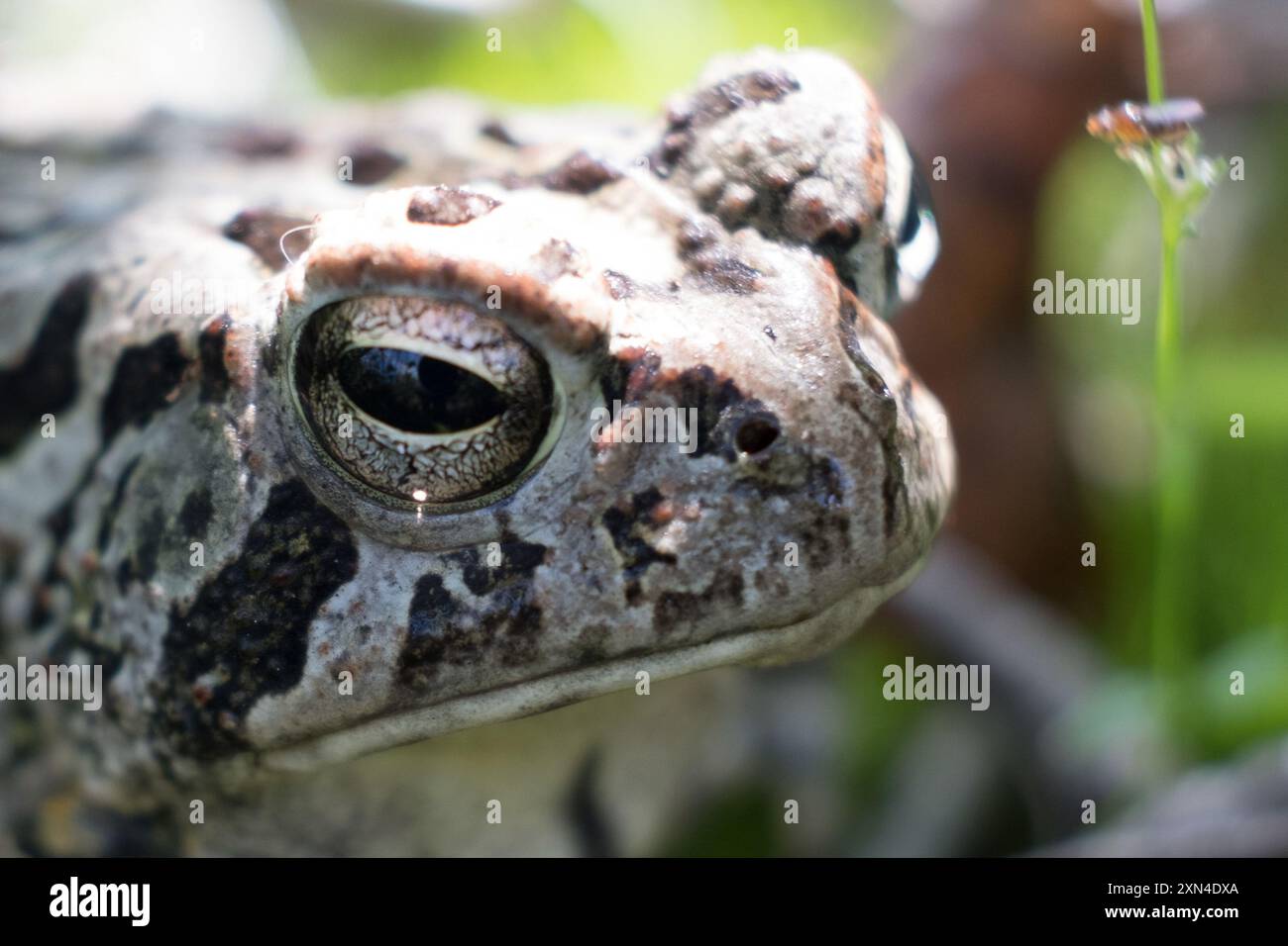 Fowler's Toad (Anaxyrus fowleri) Amphibia Stock Photo - Alamy
