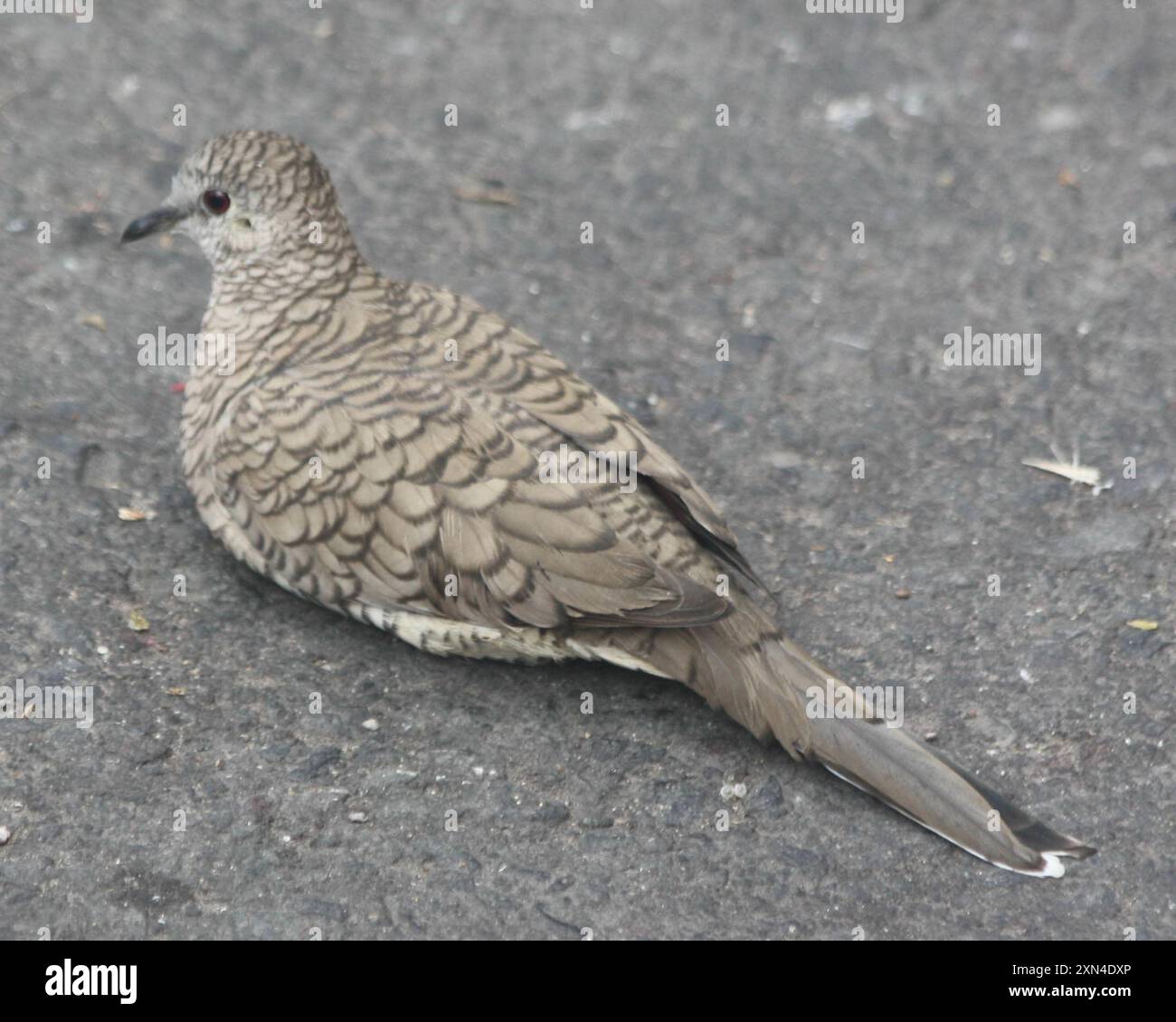 Inca Dove (Columbina inca) Aves Stock Photo - Alamy