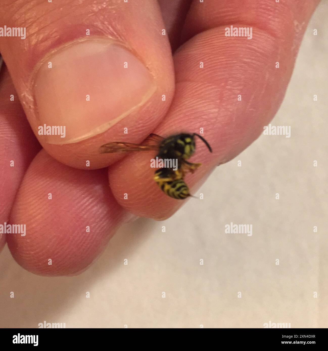 Alaska Yellowjacket (Vespula alascensis) Insecta Stock Photo - Alamy